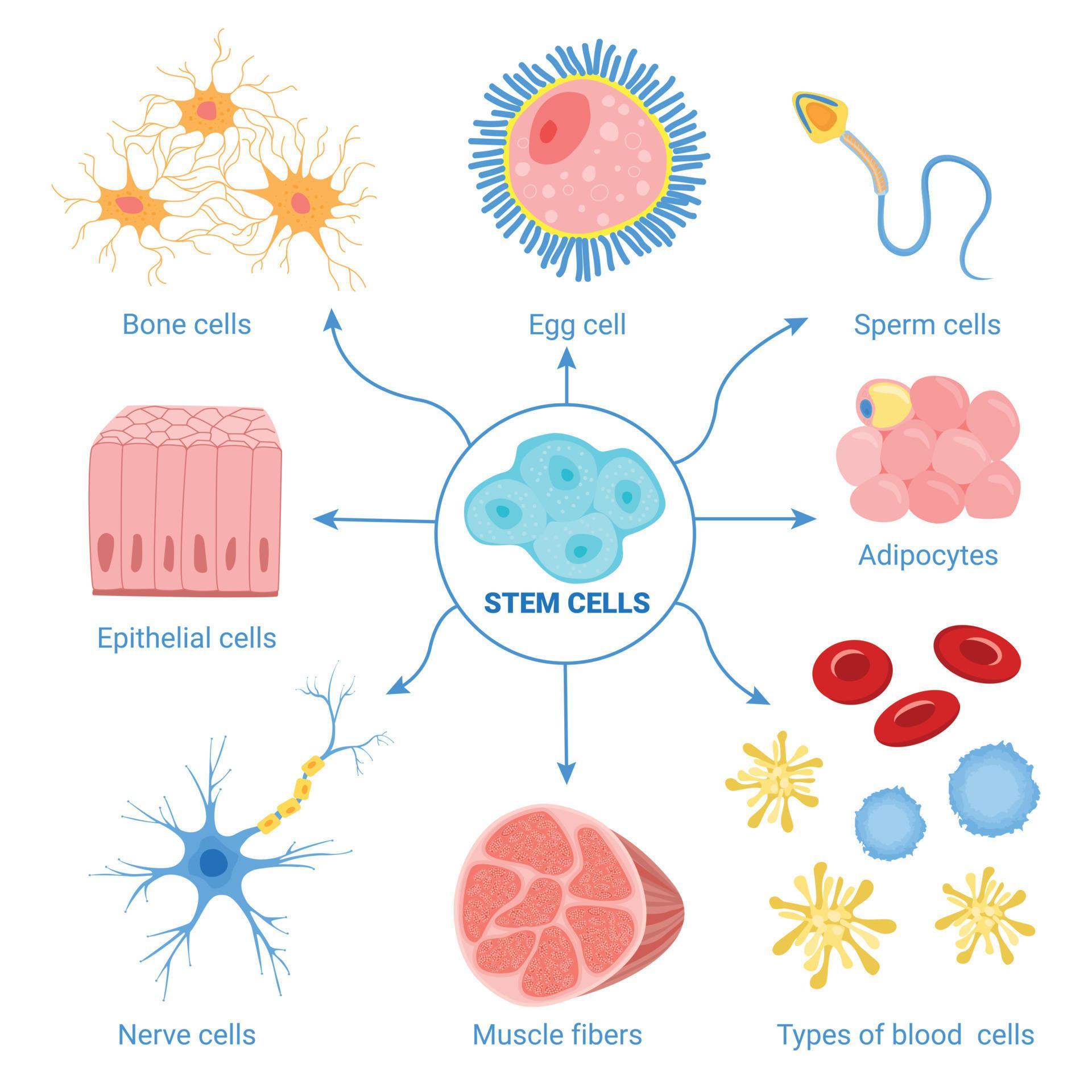 Human Cells Diagram Set 8441405 Vector Art at Vecteezy