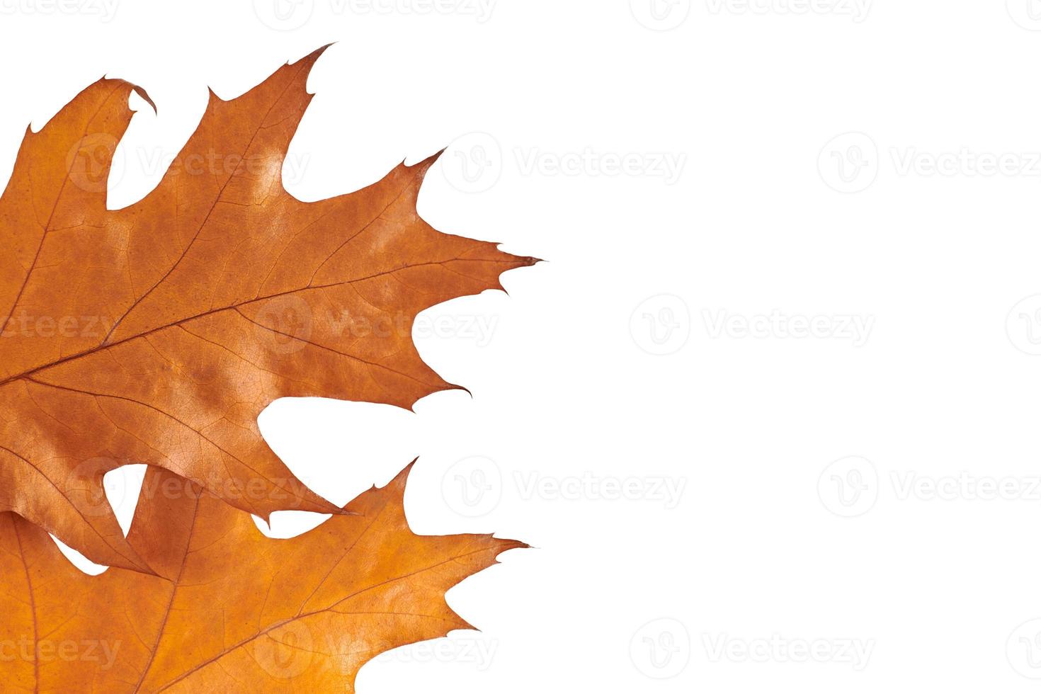Orange Quercus Rubra Oak Leaves With Copy Space Isolated On White Background Northern Oak Tree