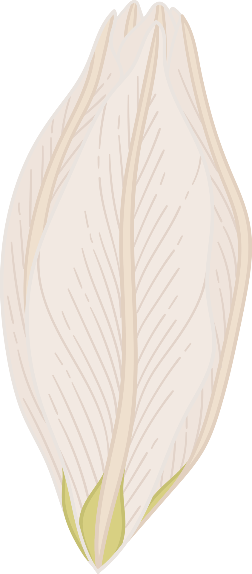 Hand Drawn White Lily Flower 8478107 PNG hand-drawn-white-lily-flower-8478107-png