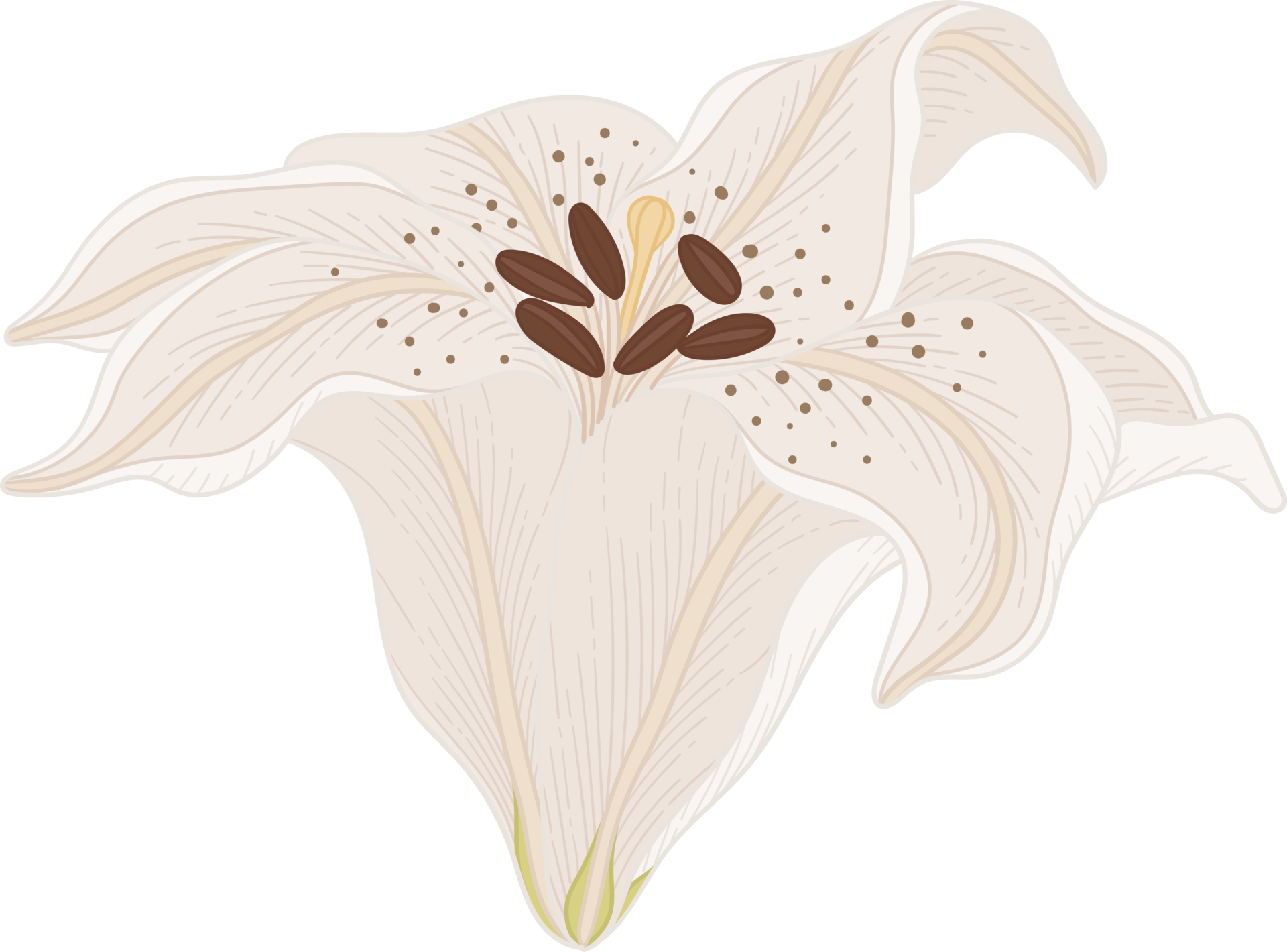 Free Hand Drawn White Lily Flower 8478116 PNG With Transparent Background free-hand-drawn-white-lily-flower-8478116-png-with-transparent-background