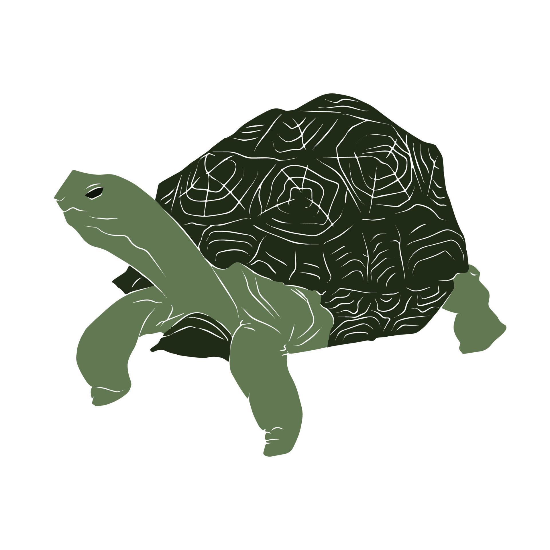 Beautiful turtle image 8515550 Vector Art at Vecteezy