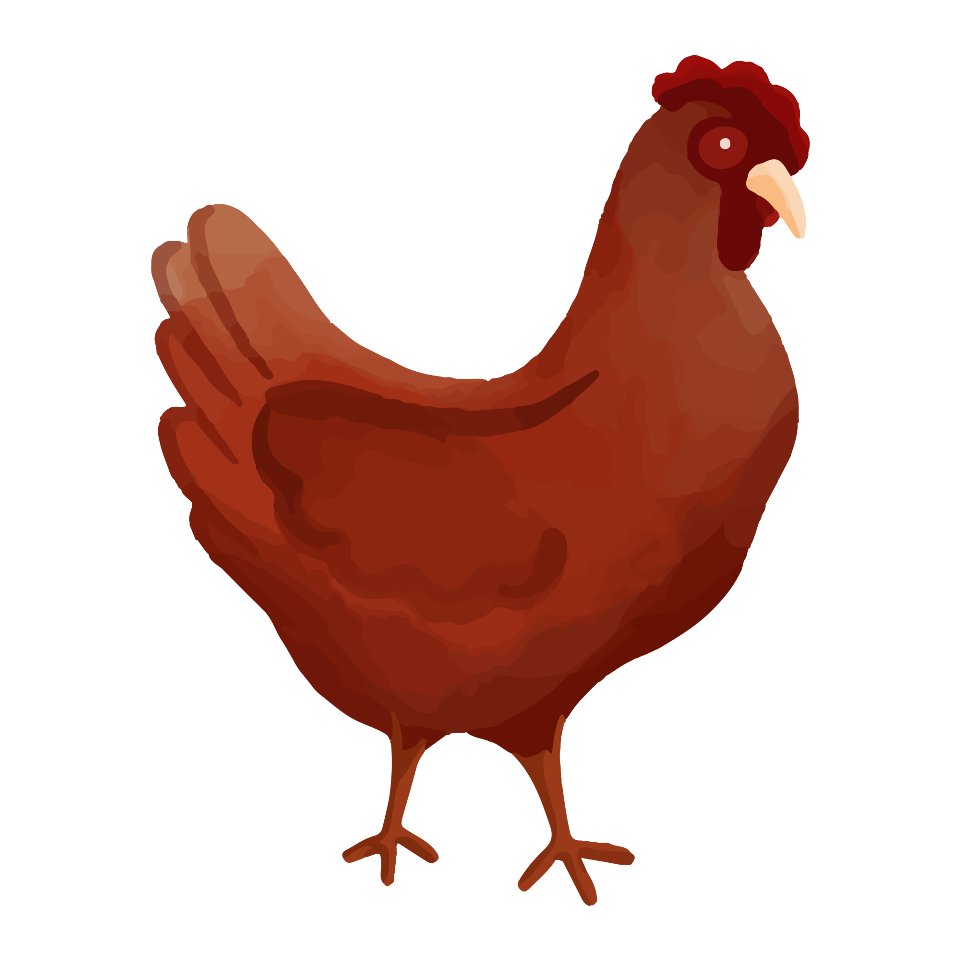 Watercolor Chicken, Hand painted farm clipart 8520185 PNG