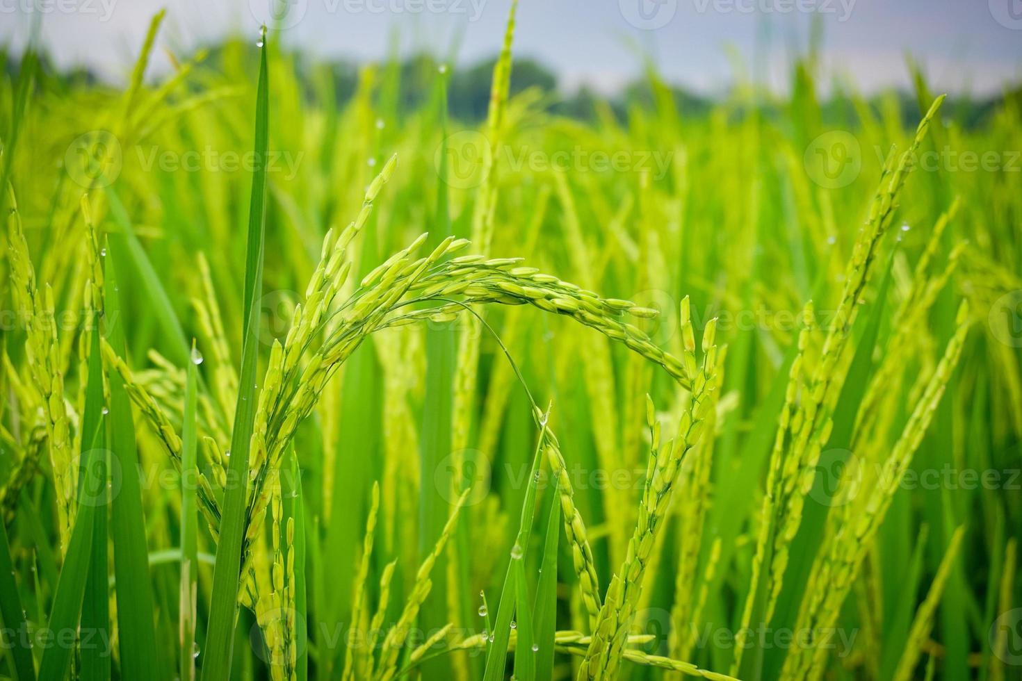 Green Paddy Field Rice Plantation Organic Rice Farm In Asia Rice Price In The World Market