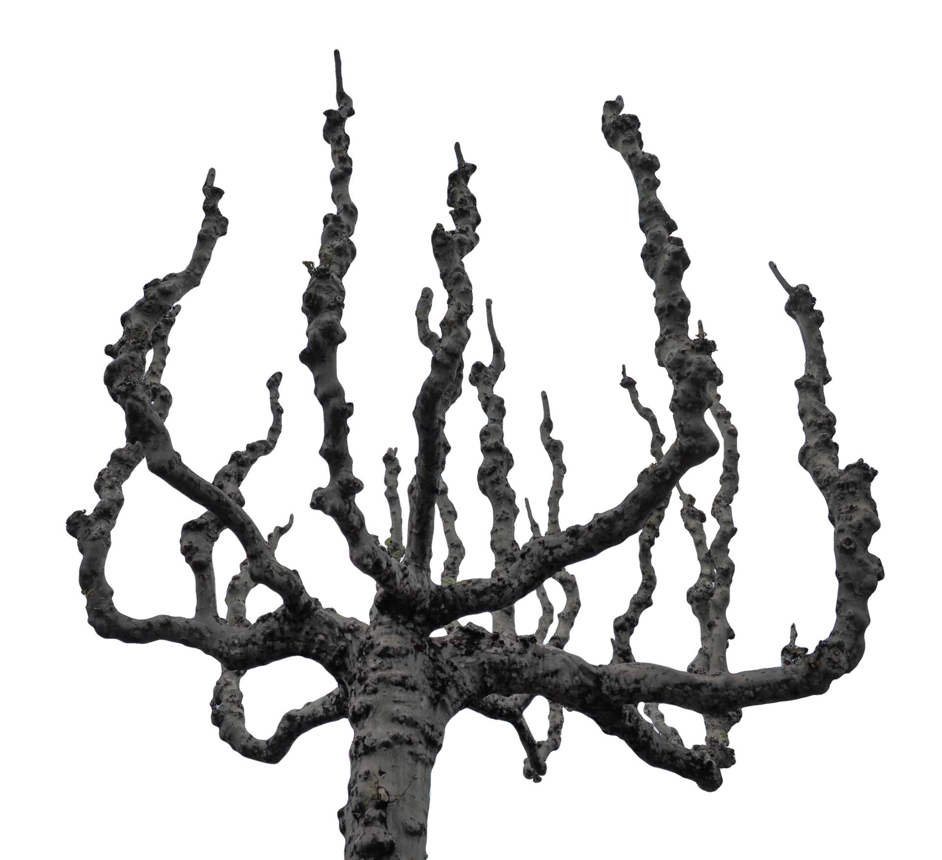 tree branches transparent PNG 8550759 PNG