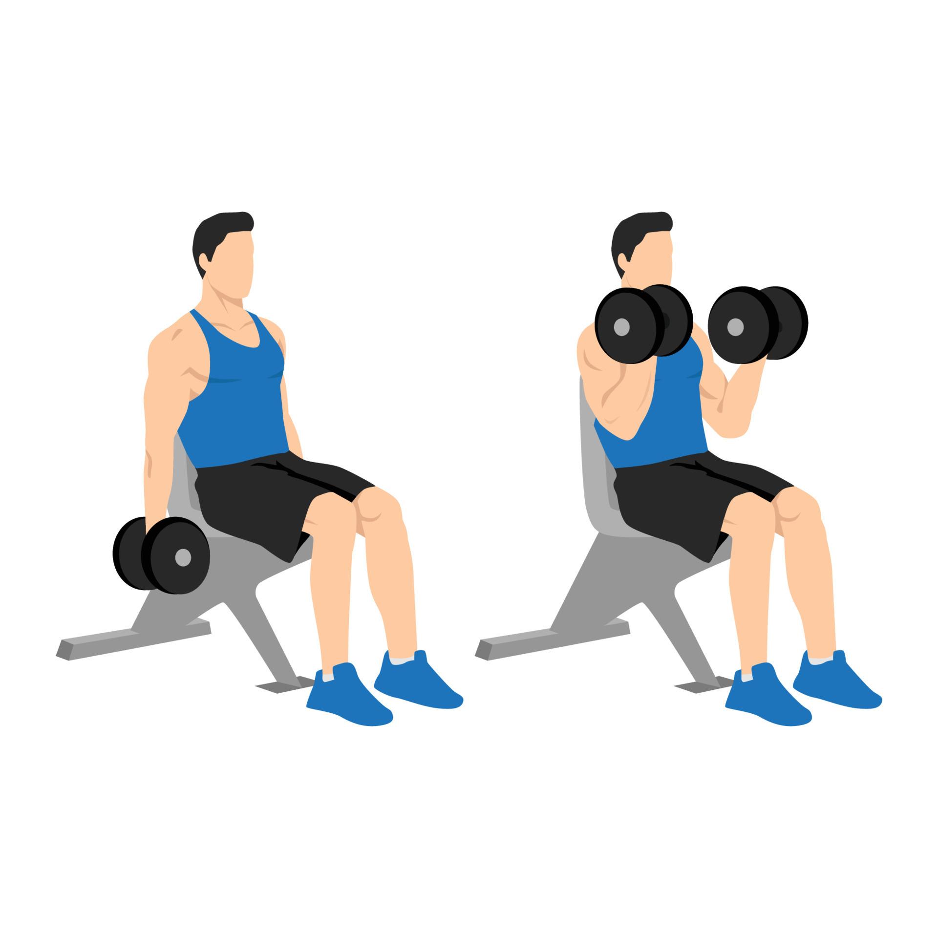 Woman Doing Seated Dumbbell Bicep Curls Exercise Vector Image Atelier