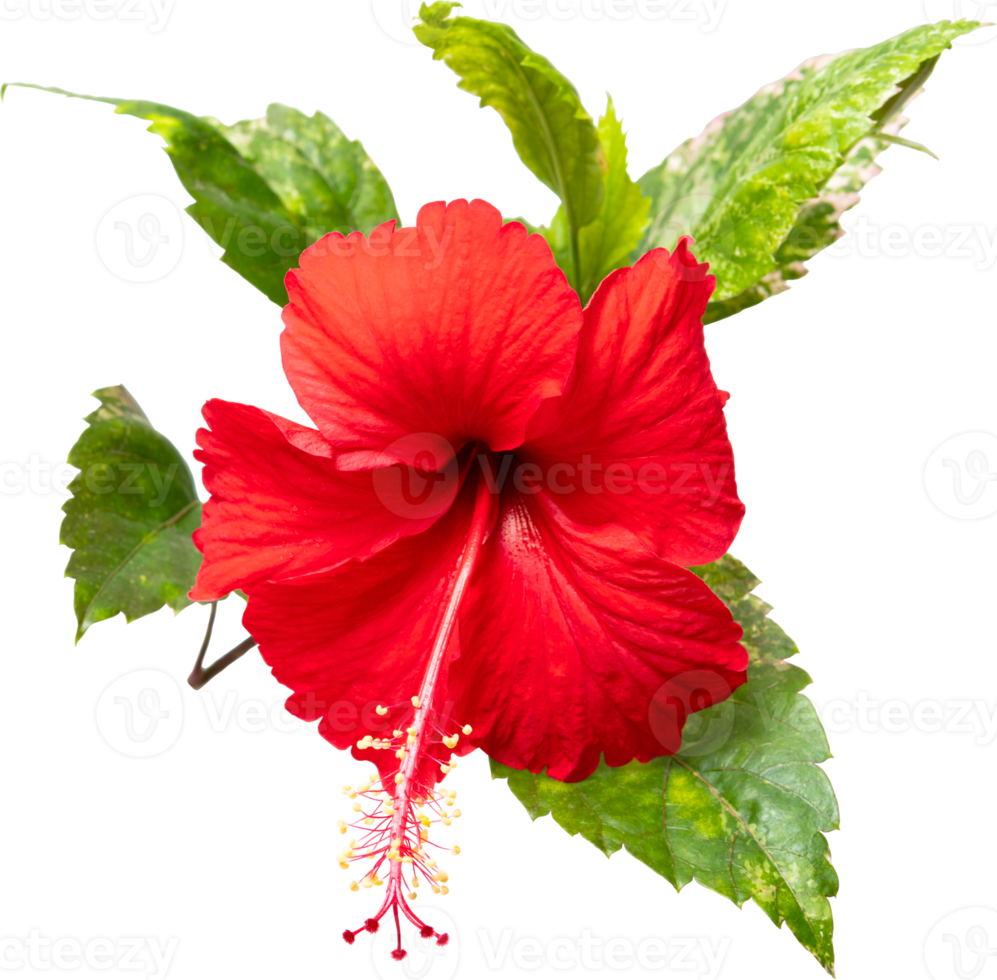 Flores De Hibisco Rojo Que Florecen En Un Fondo De Transparencia