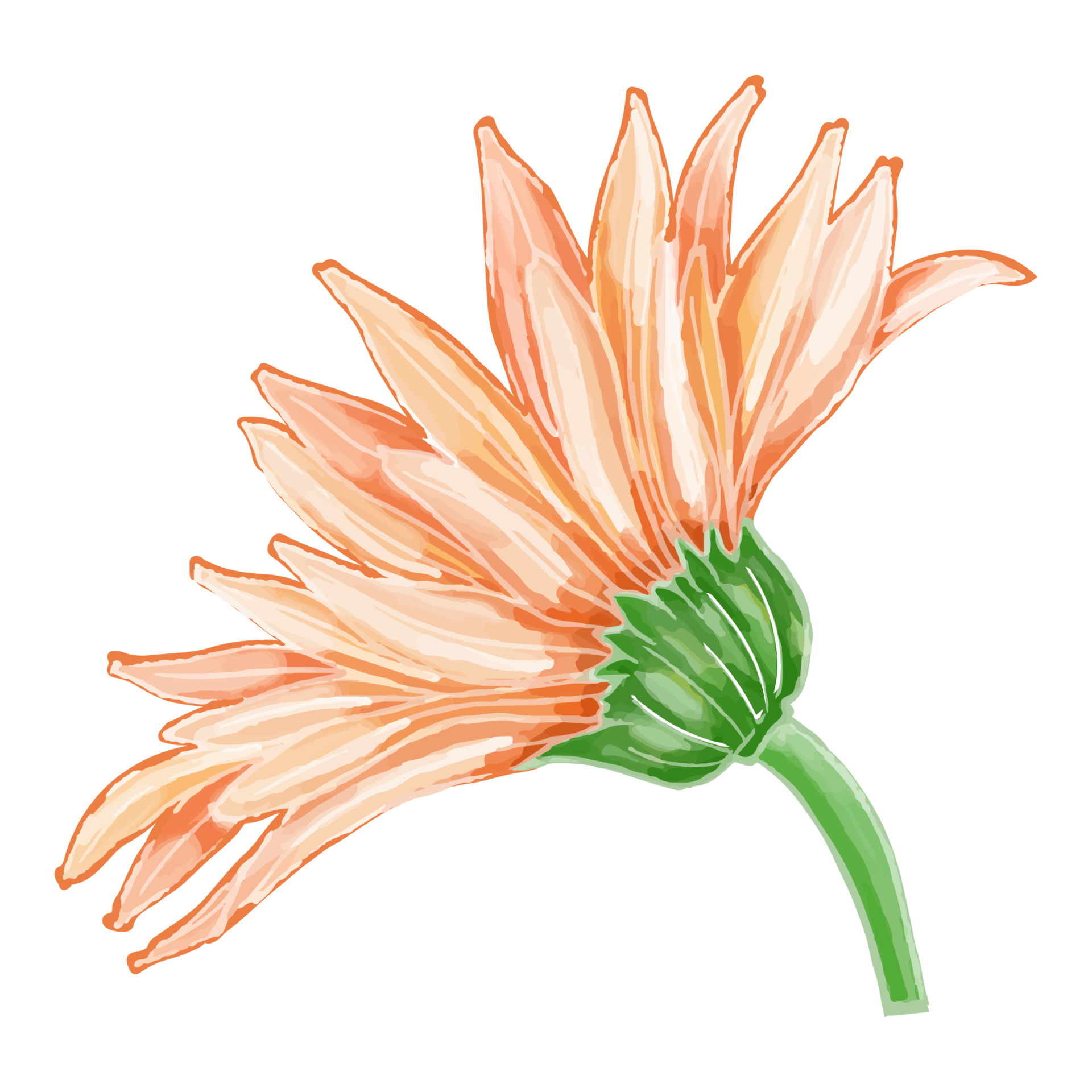 Watercolor flower, Orange blossom clipart 8850176 PNG Watercolor flower, Orange blossom clipart 8850176 PNG