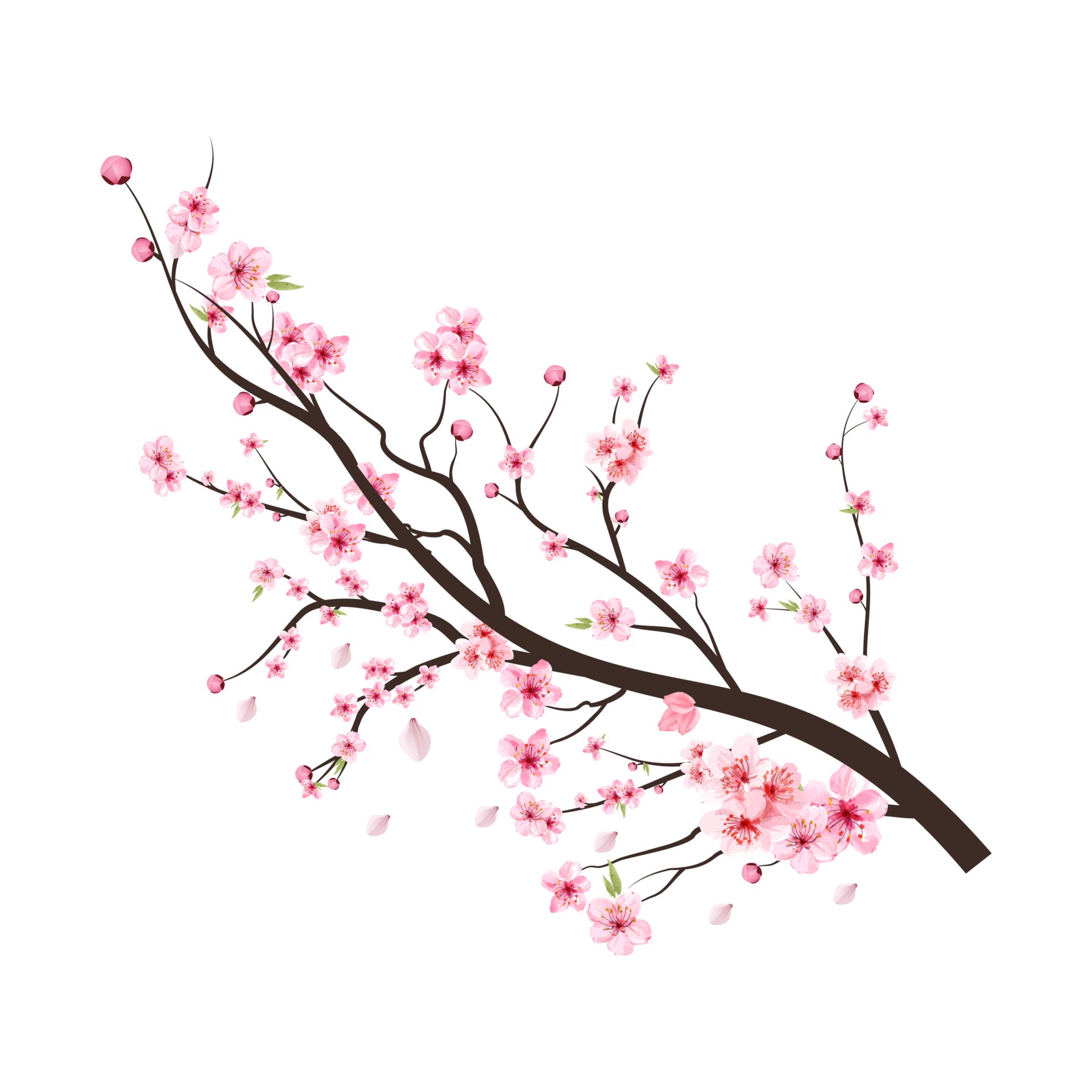 Cherry blossom branch with pink Sakura flower blooming. Almond branch ... Cherry blossom branch with pink Sakura flower blooming. Almond branch ...