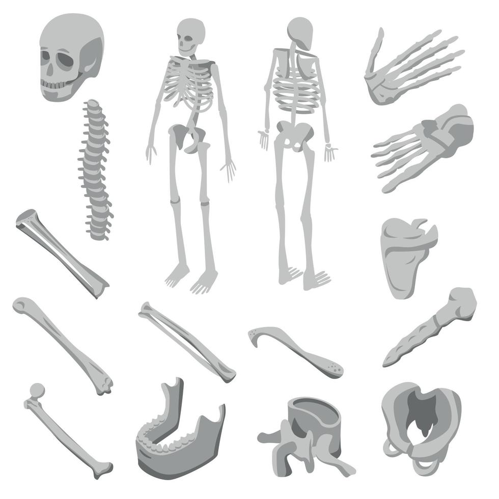 Skeleton icons set, isometric style 8887428 Vector Art at Vecteezy Skeleton icons set, isometric style 8887428 Vector Art at Vecteezy