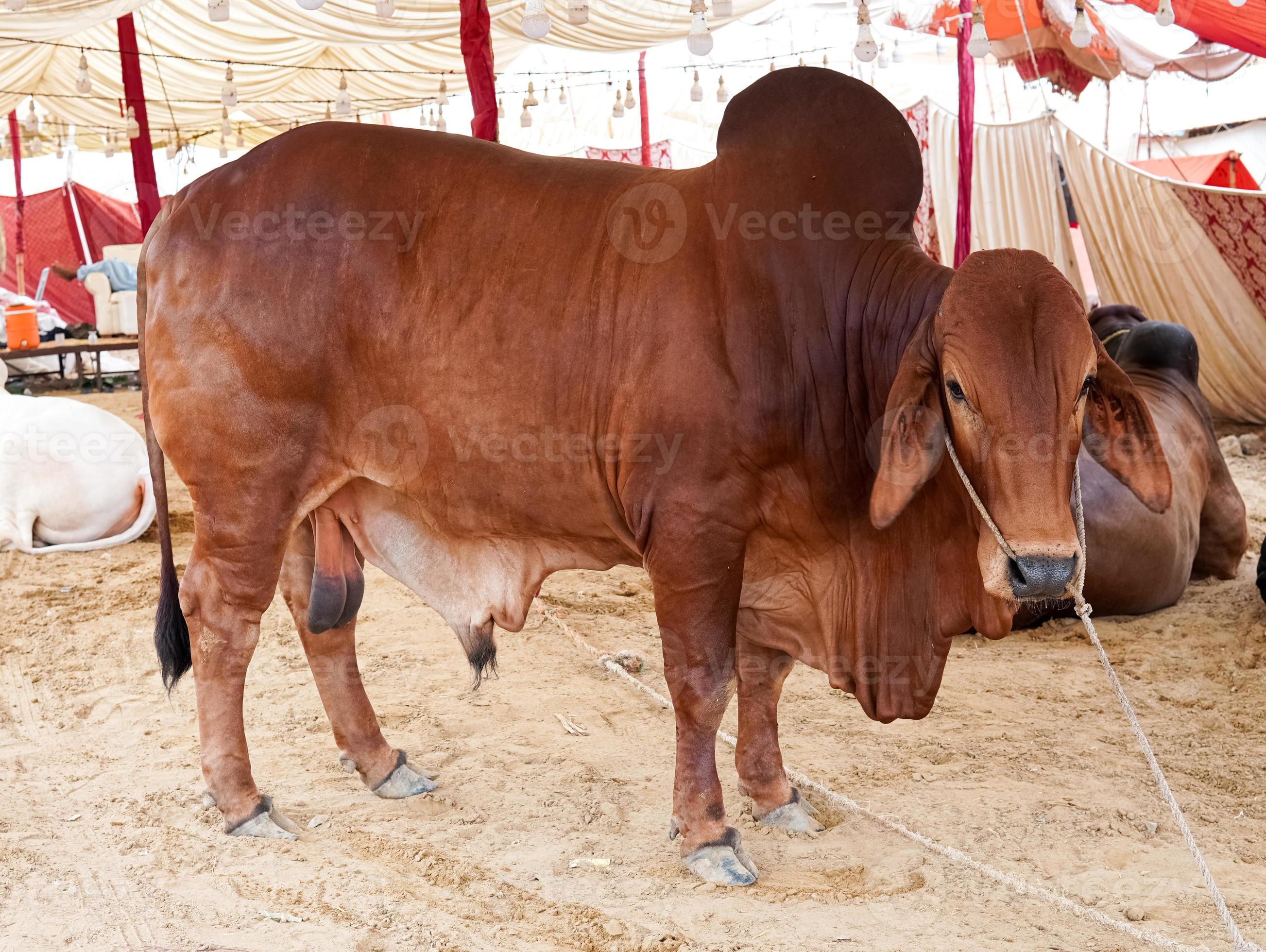 Brown Cow