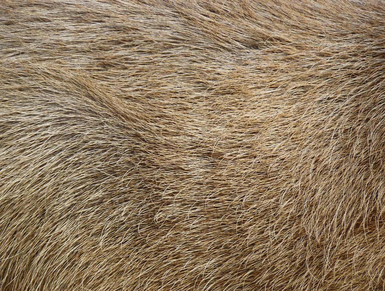 Fur Background Texture Closeup 8905958 Stock Photo at Vecteezy
