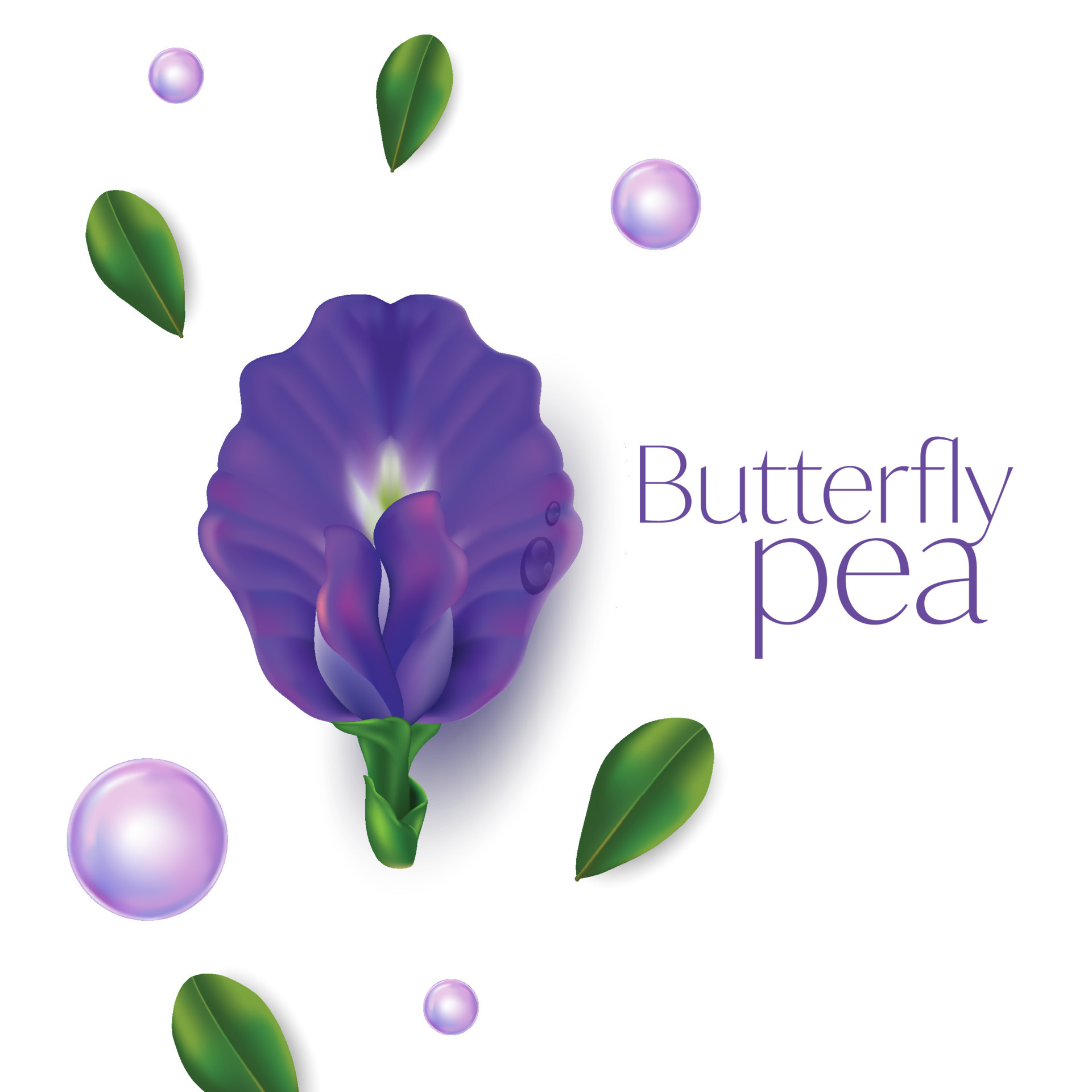 Butterfly pea flower vector illustration on white background , Clitoria ... Butterfly pea flower vector illustration on white background , Clitoria ...
