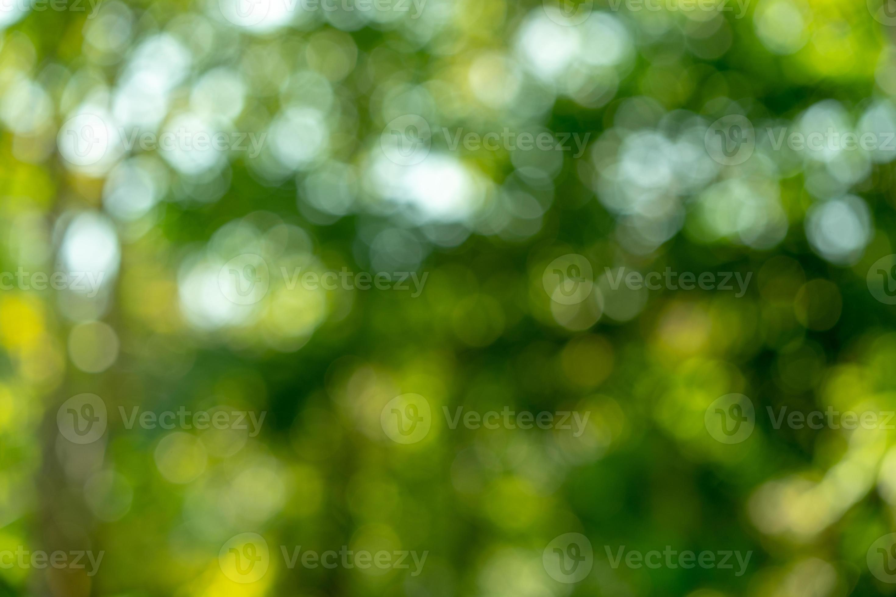 fresh beautyful nature green tree blurry and bokeh background in the jungle. 8998658 Stock Photo ...