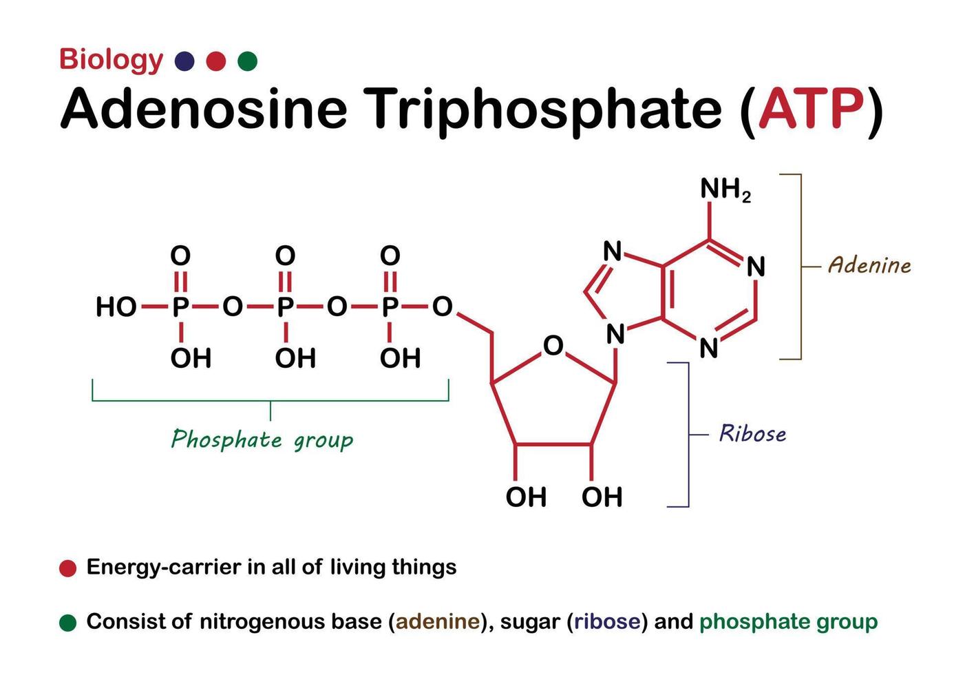 Biological Diagram Shows Structure Of Adenosine Triphosphate Or Atp As