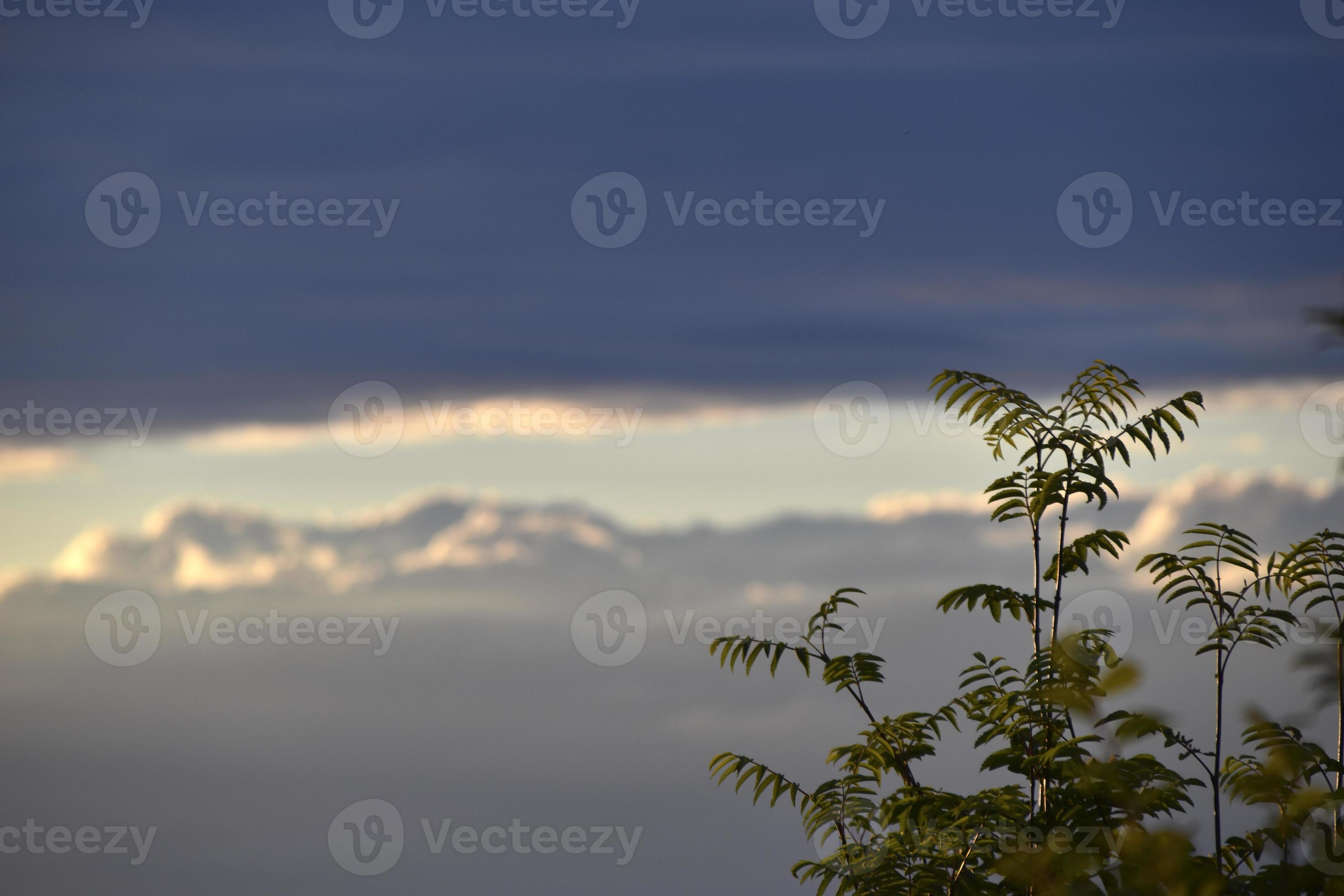 The leaves of garden trees in the rays of the evening sun and the blue sky 9031129 Stock Photo ...