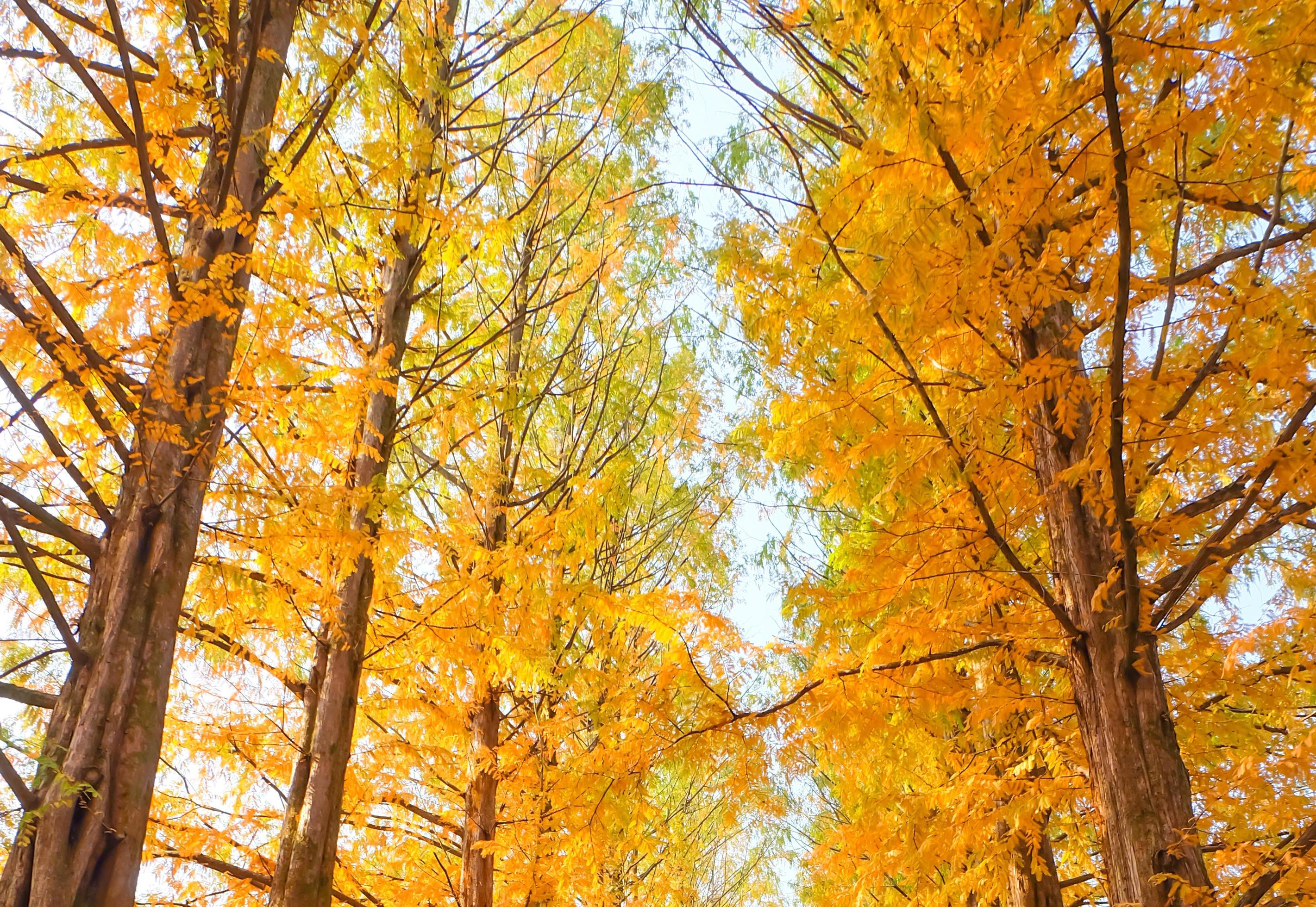 Beautiful colour Pine trees in autumn on sky background 9292705 Stock ...