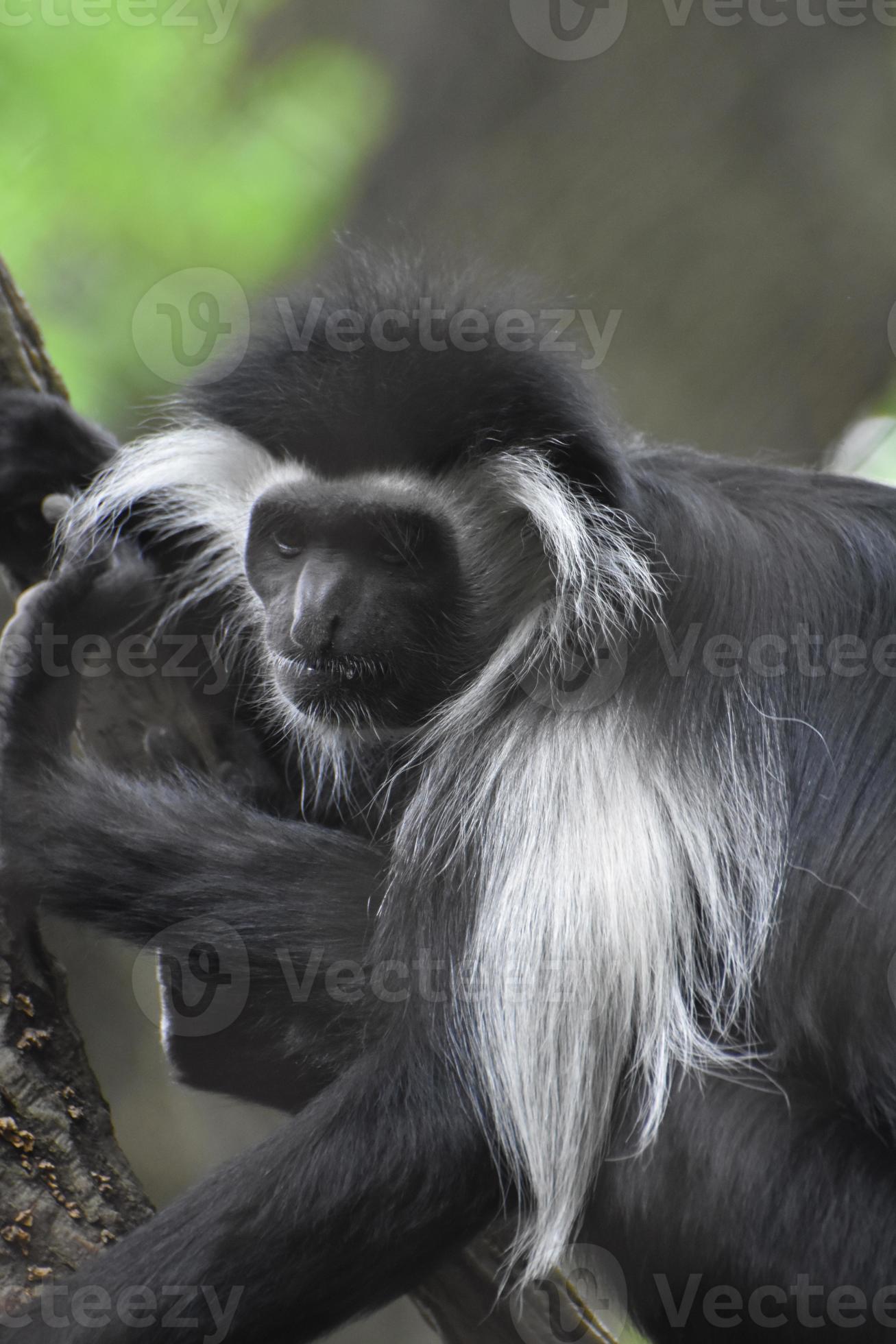 Cute Colobus Monkey with His Feet Up in a Tree 9301917 Stock Photo at ... Cute Colobus Monkey with His Feet Up in a Tree 9301917 Stock Photo at ...