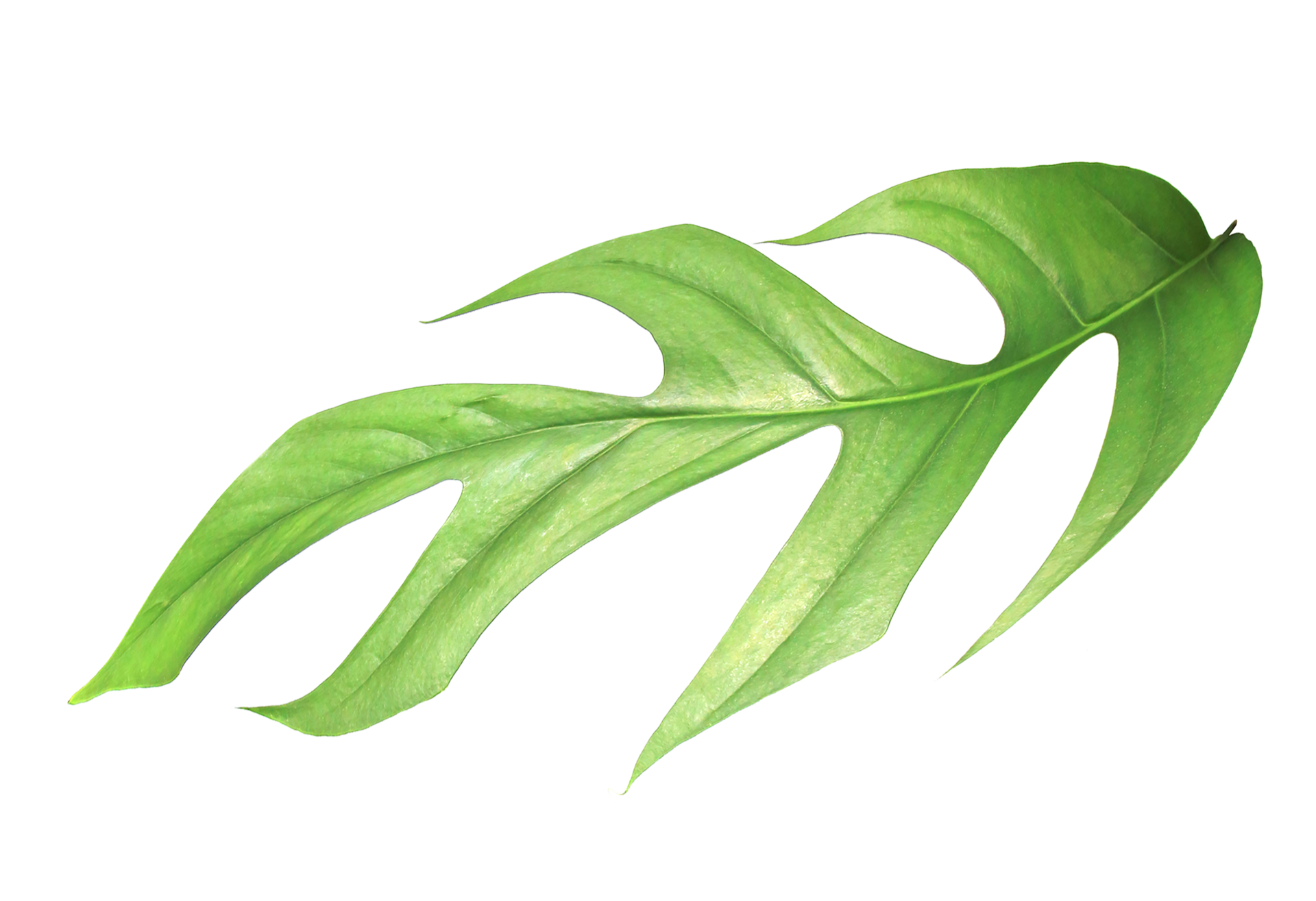 Free rbol De Hoja De Palma Tropical Monstera En Archivo Png De Fondo free-rbol-de-hoja-de-palma-tropical-monstera-en-archivo-png-de-fondo
