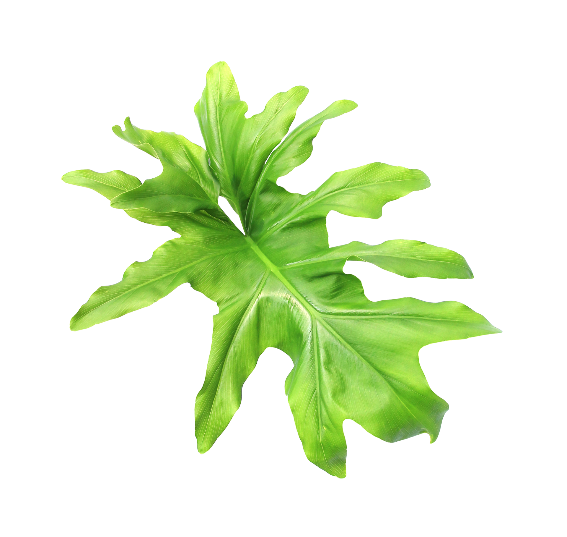 Tropical Monstera Palm Leaf Tree On Transparent Background Png File tropical-monstera-palm-leaf-tree-on-transparent-background-png-file