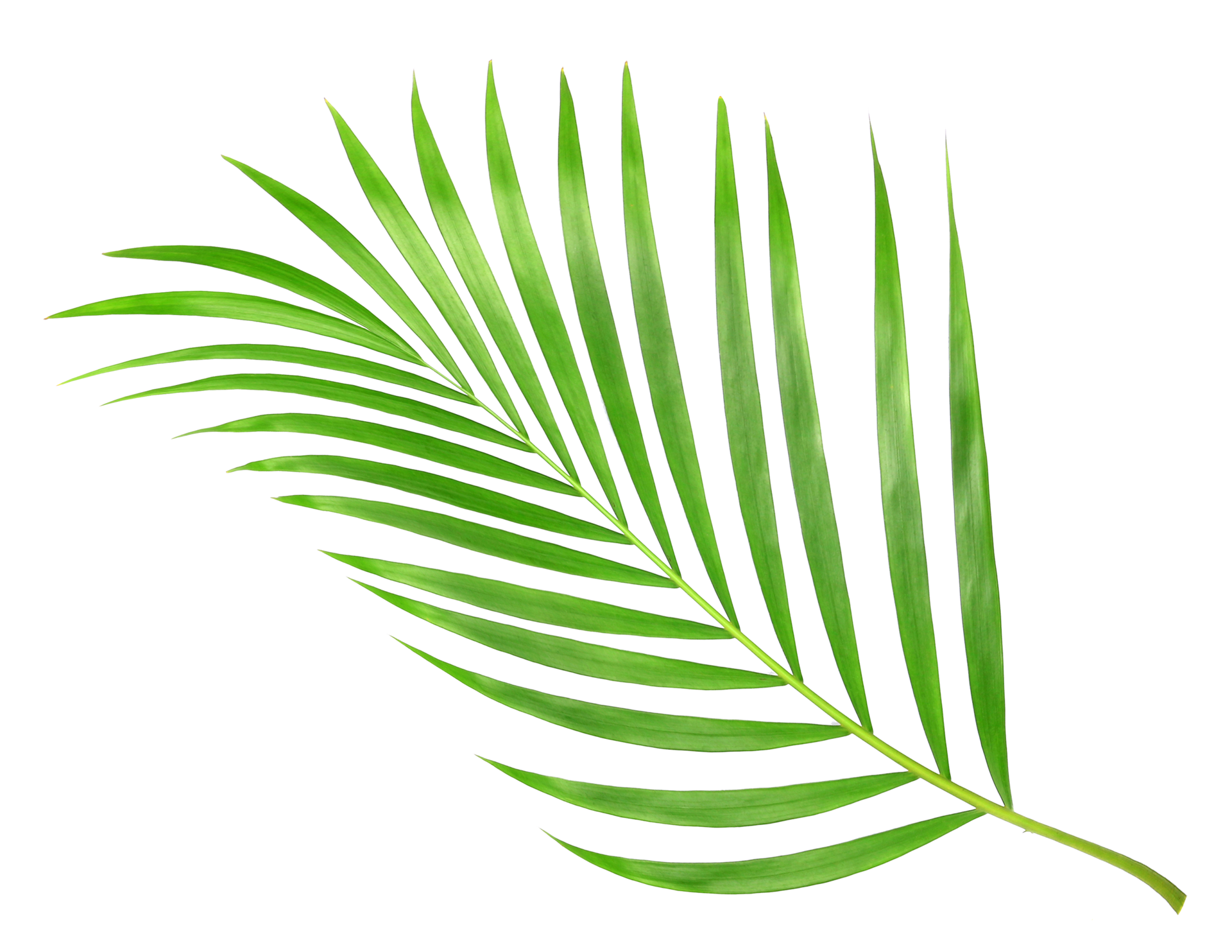 Hoja De Hoja Verde Hoja De Palma Png Hojas De Palma Verde Hoja | The ... Hoja De Hoja Verde Hoja De Palma Png Hojas De Palma Verde Hoja | The ...