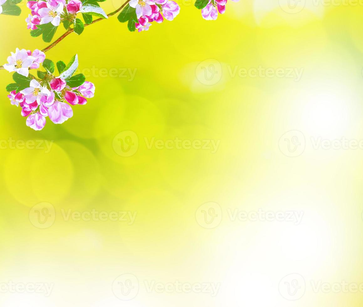 Page 2 | Nature Spring Background Stock Photos, Images and Backgrounds ...