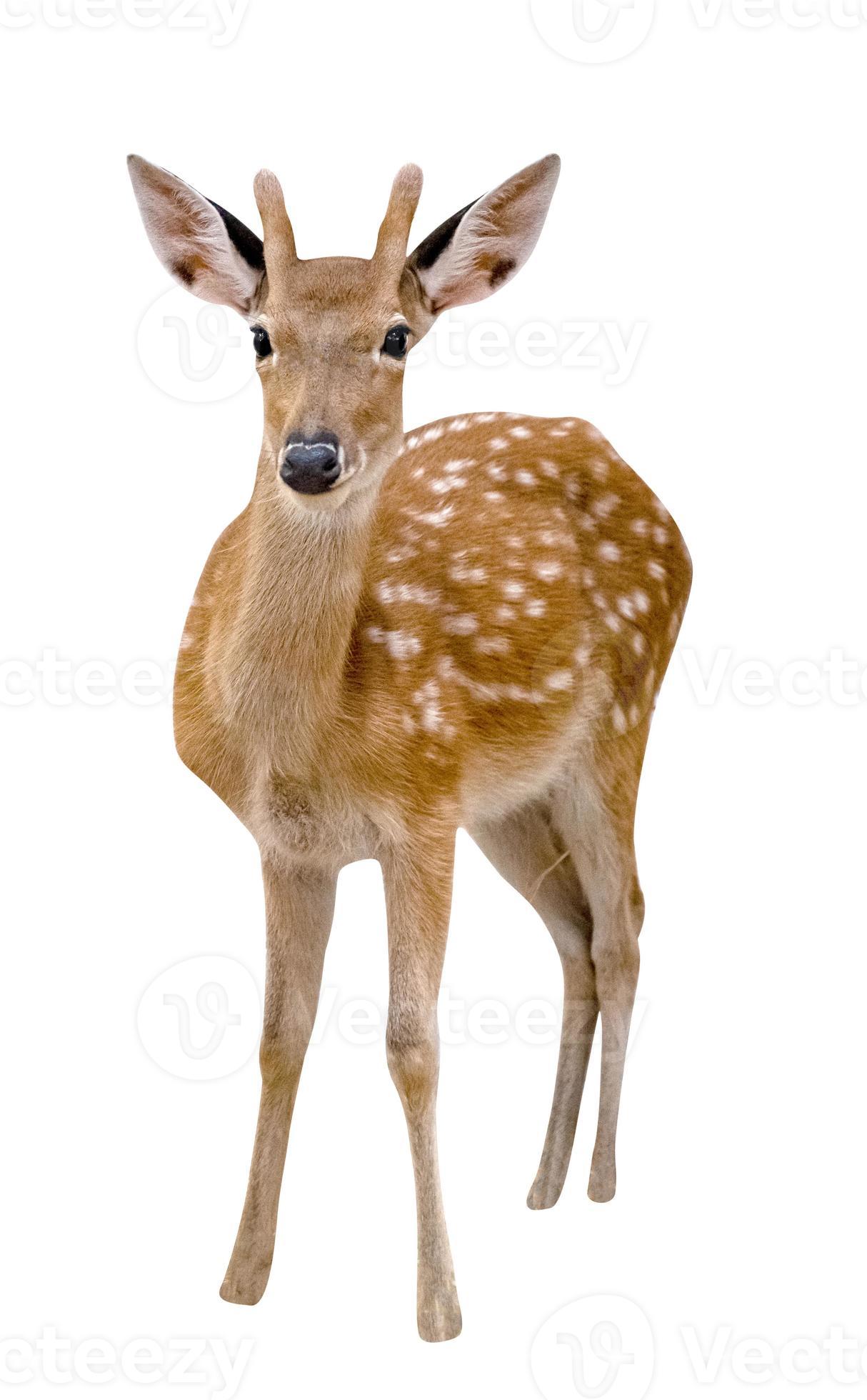 Spotted deer isolated on white background,include clipping path 9337602 ...