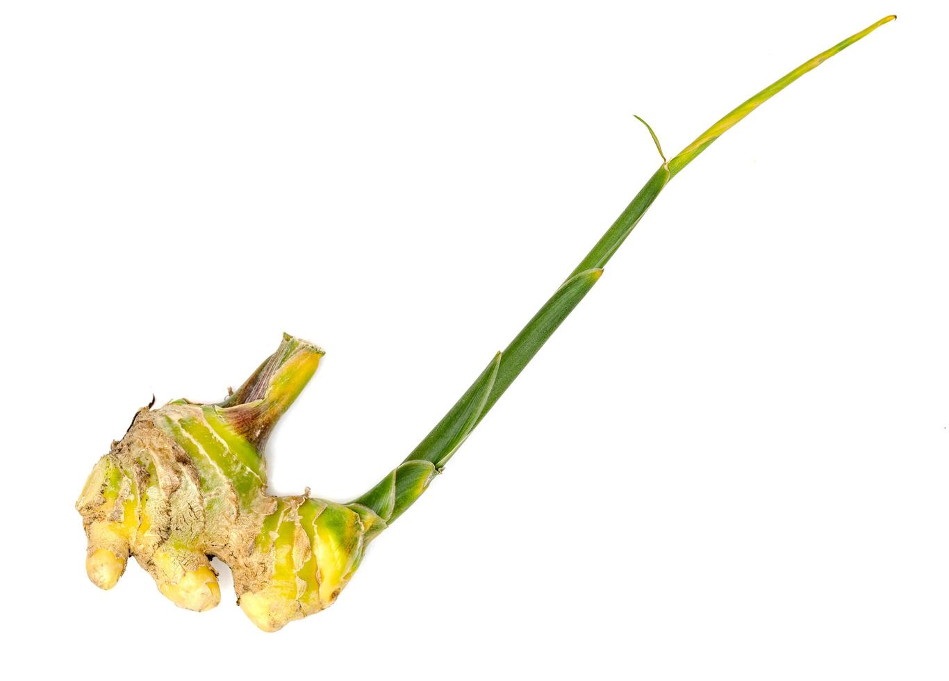 closeup fresh ginger isolated on white background 9338402 Stock Photo ...