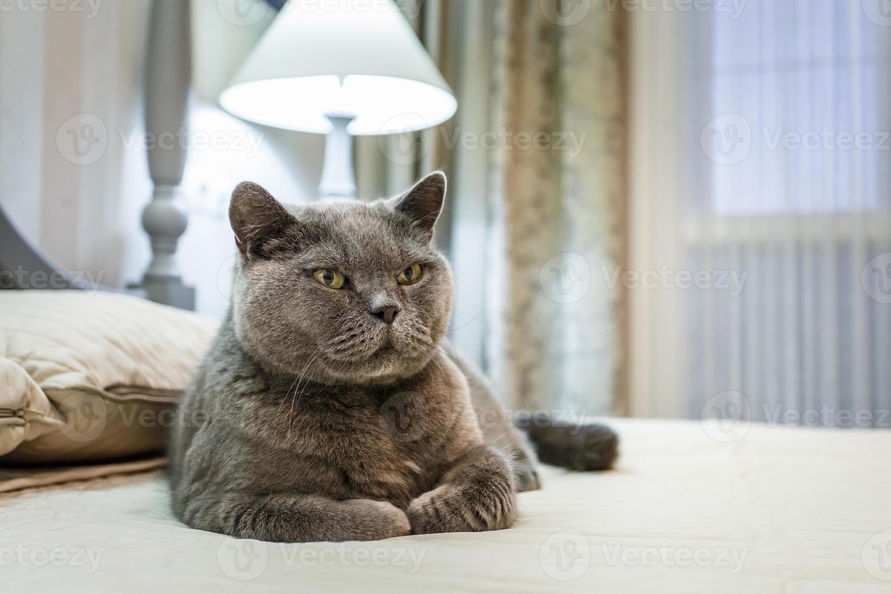 Purebred British Shorthair Blue Kitten on bed in expensive interior ...