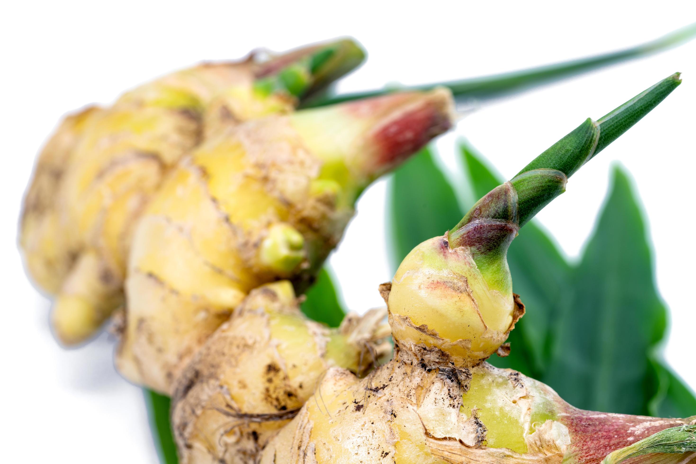 closeup fresh ginger on white background 9338668 Stock Photo at Vecteezy