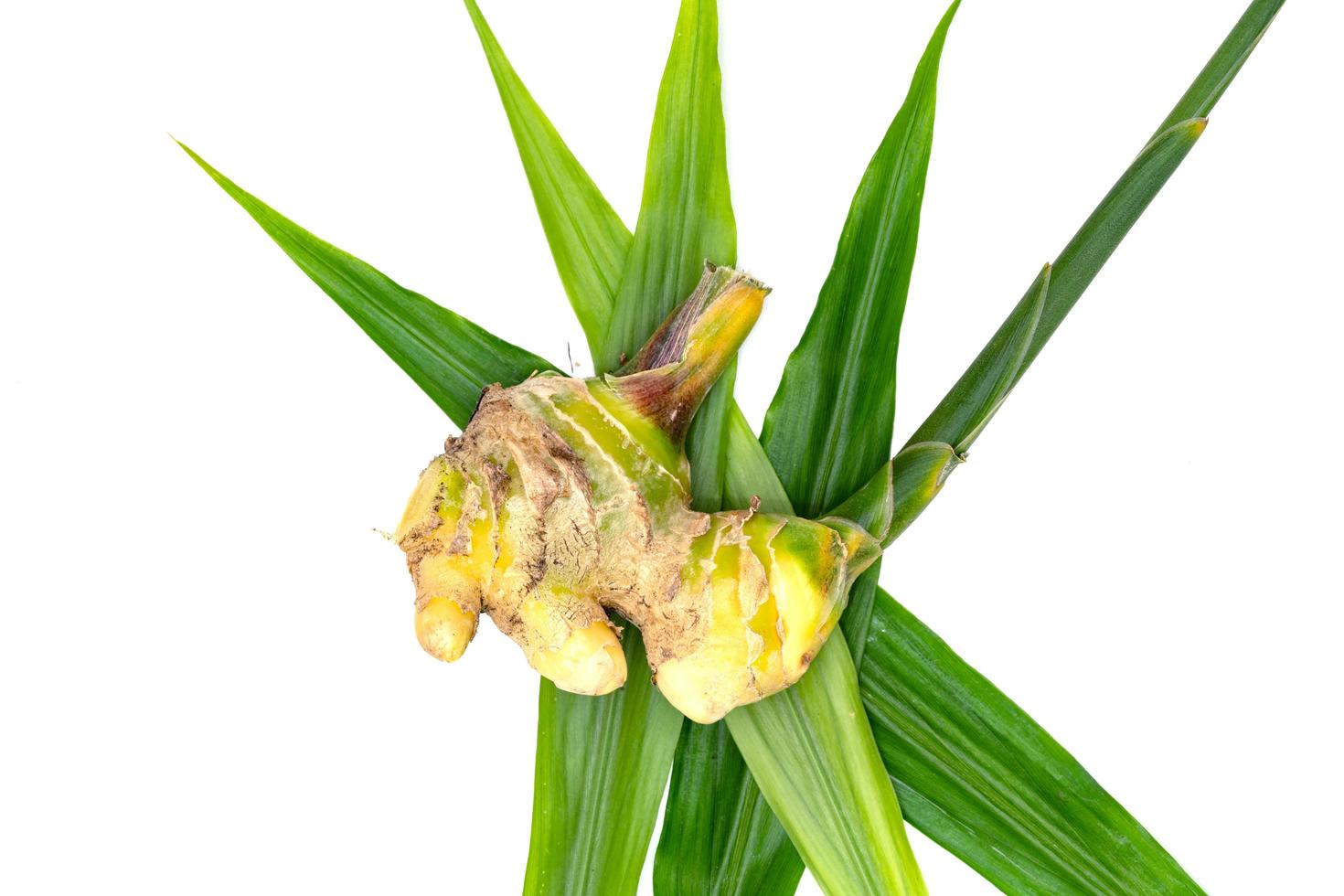 closeup fresh ginger on white background 9339146 Stock Photo at Vecteezy