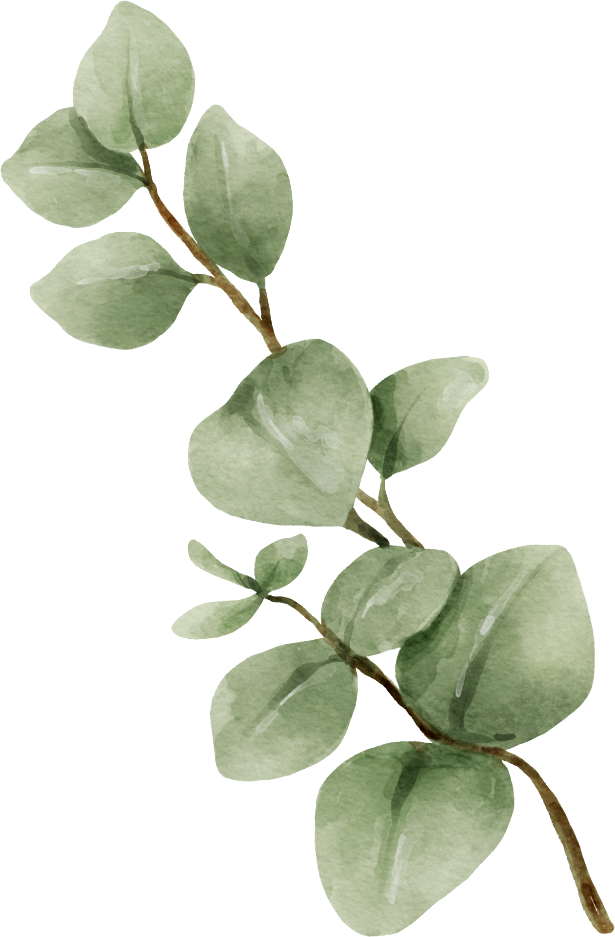 Eucalyptus Watercolor Leaves Illustration 9369329 PNG Eucalyptus Watercolor Leaves Illustration 9369329 PNG