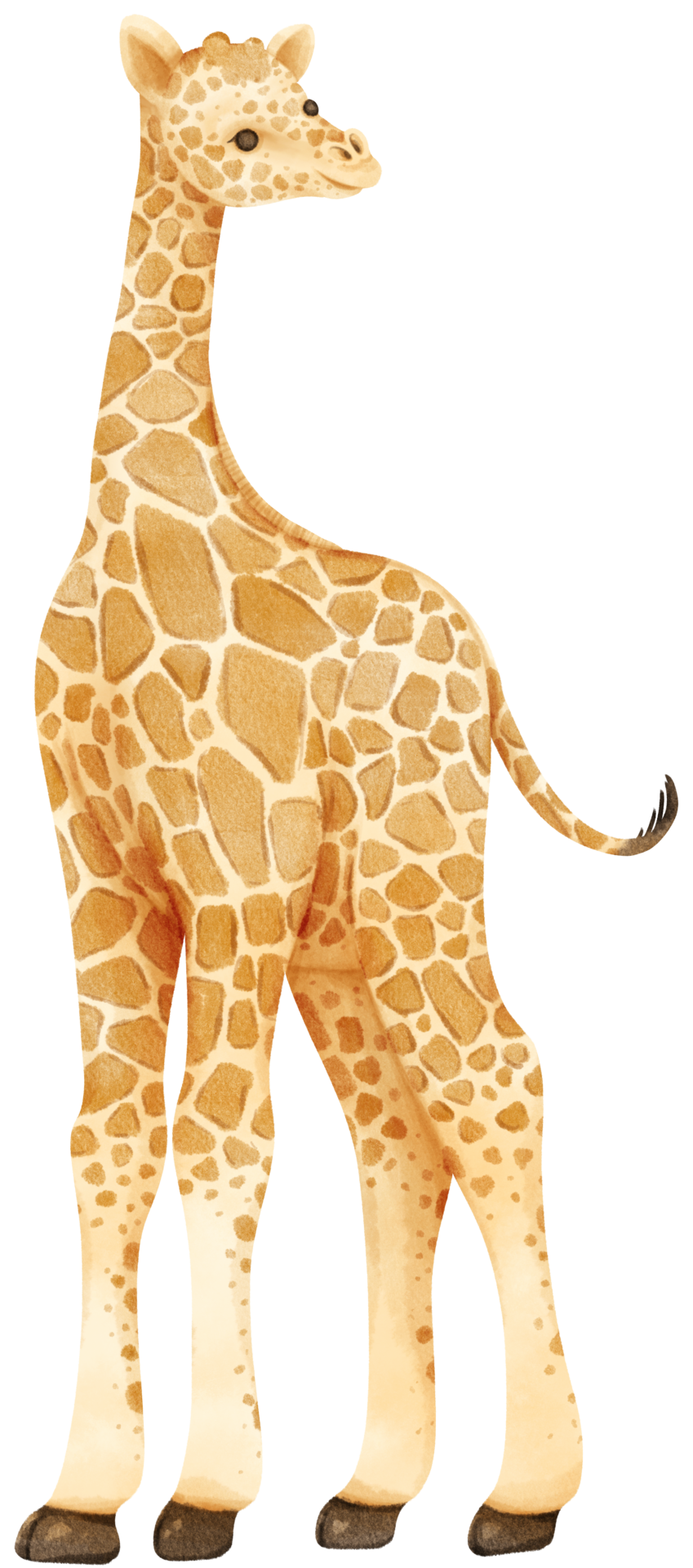 Giraffe savanna animals watercolor illustration 9372932 PNG