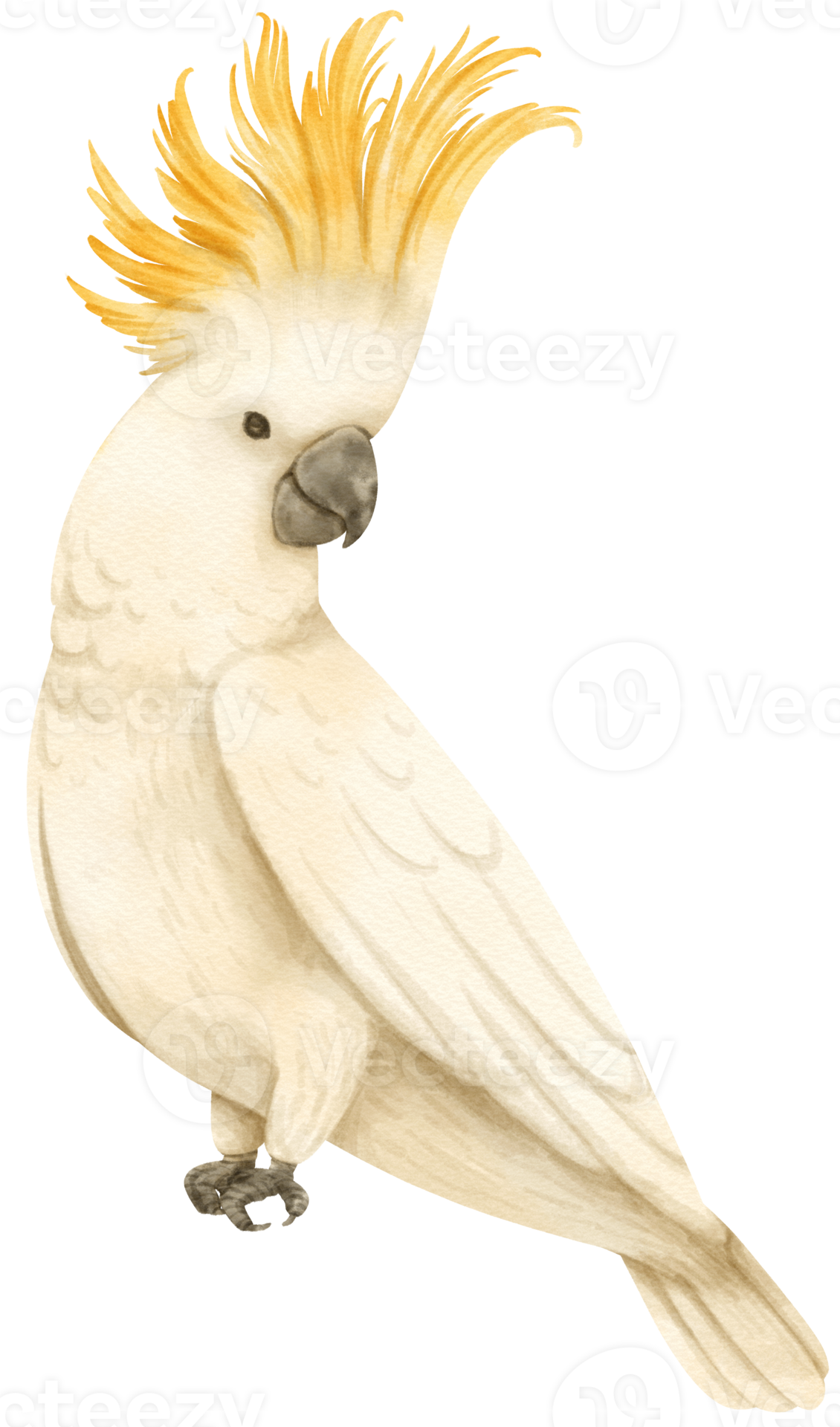 Watercolor sulphur-crested cockatoo bird illustration 9373039 PNG