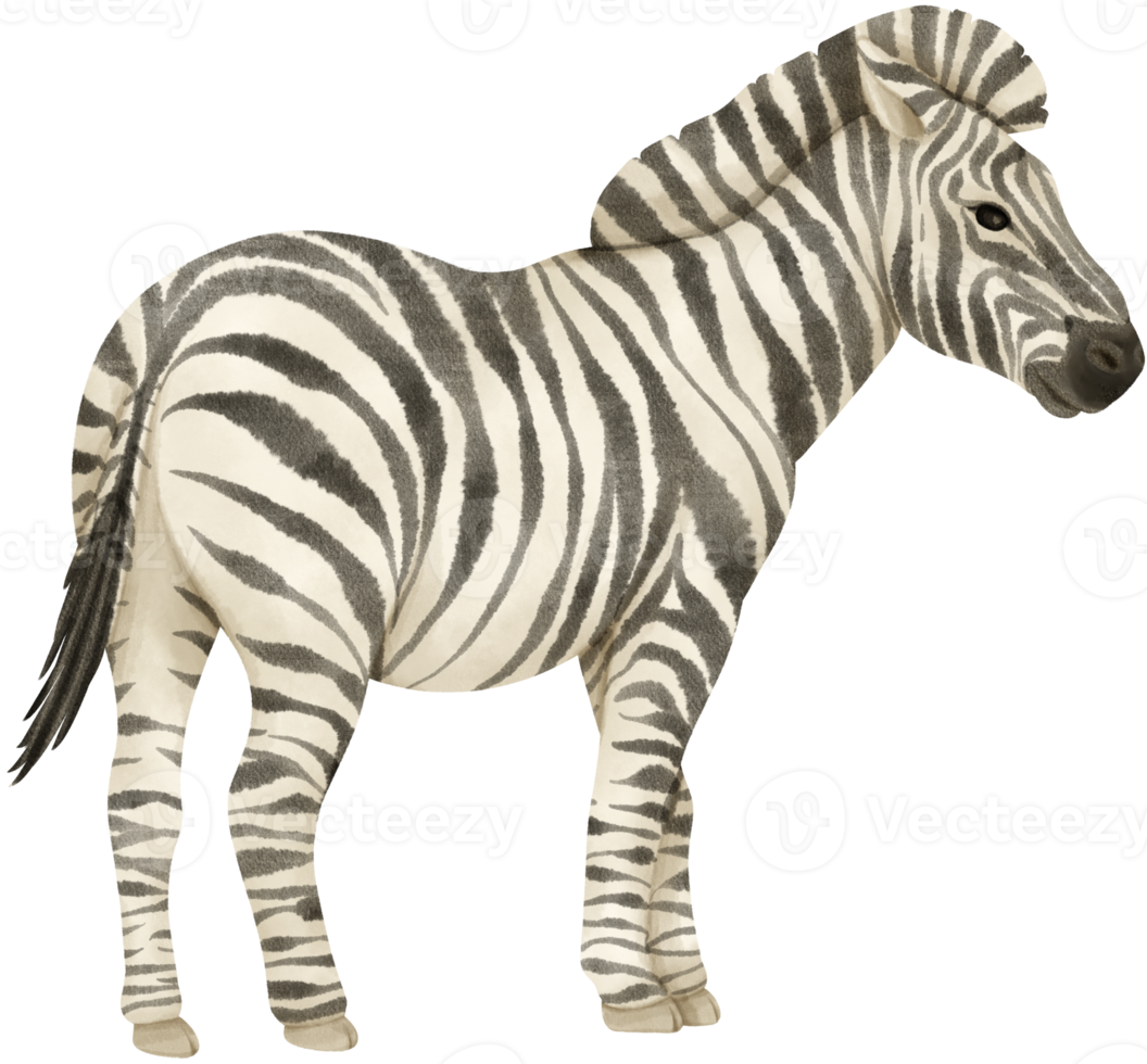 Zebra wildlife animals watercolor illustration 9373215 PNG