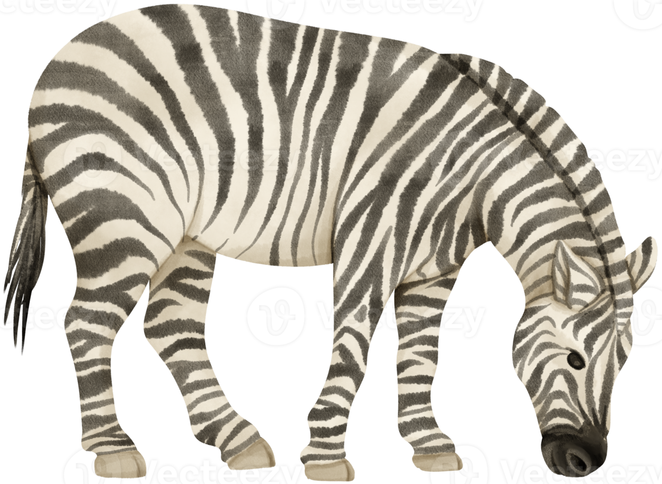 Zebra wildlife animals watercolor illustration 9373219 PNG