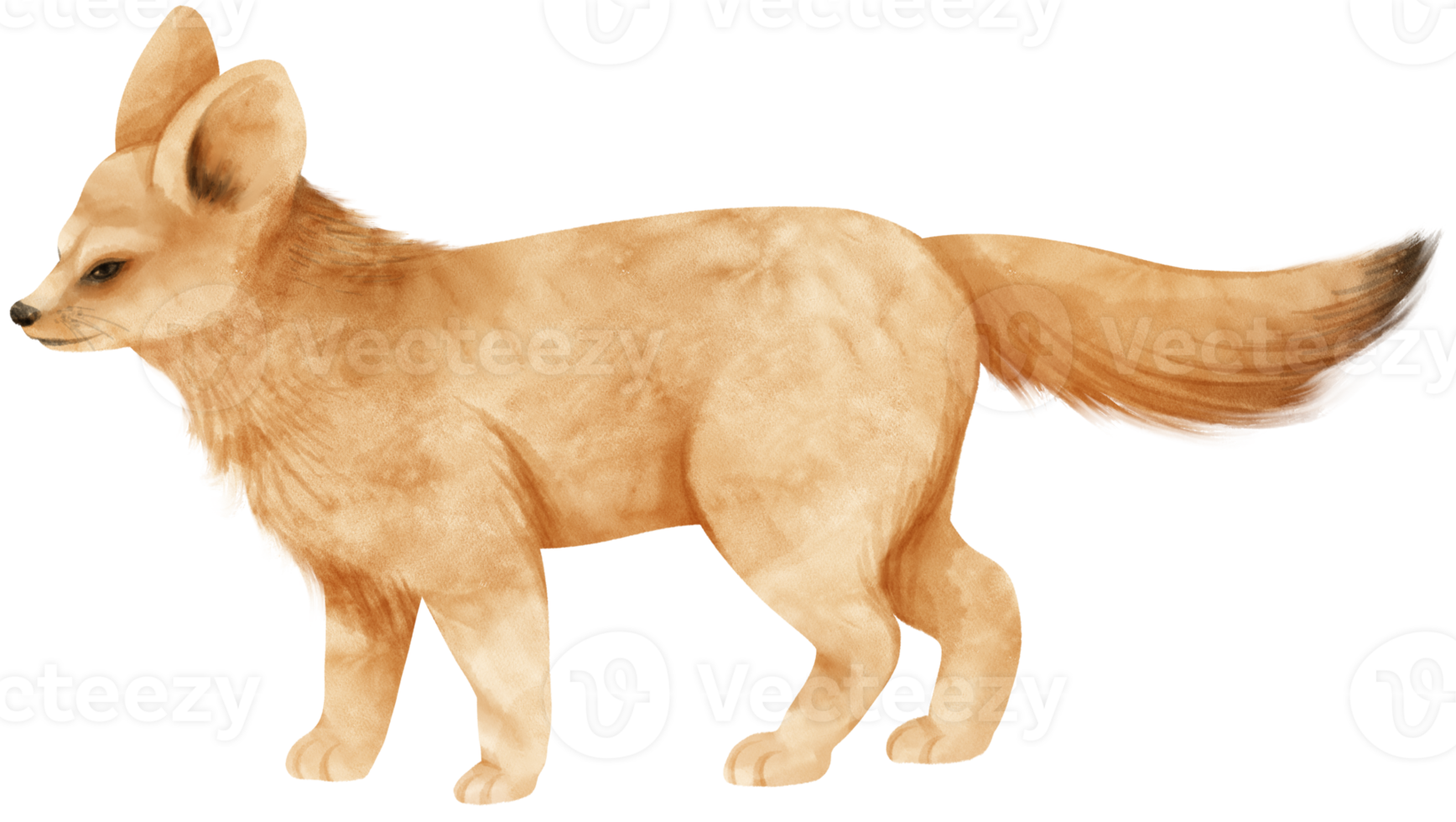 Fennek Fuchs Zeichnung