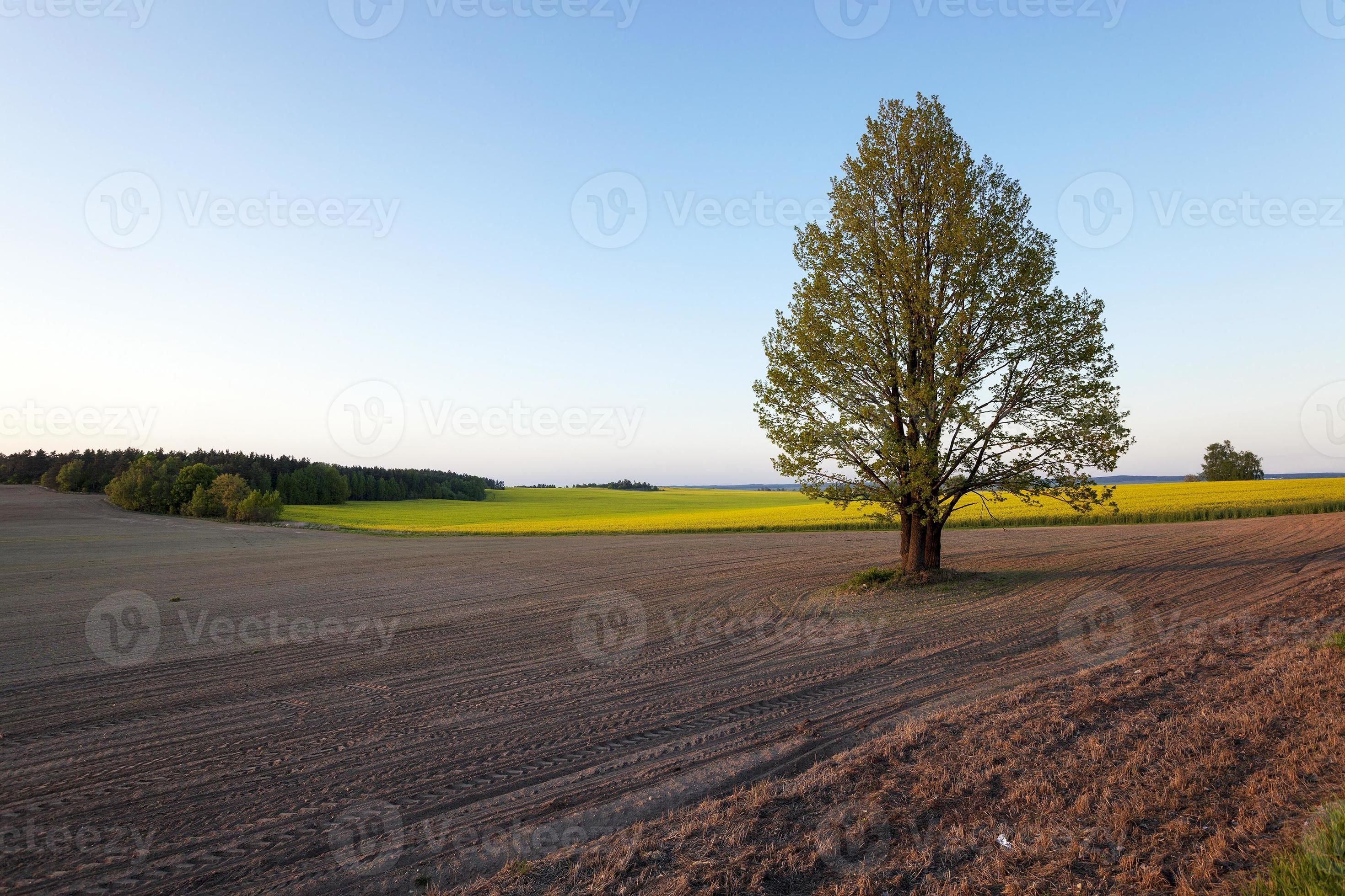 tree in the field 9404229 Stock Photo at Vecteezy