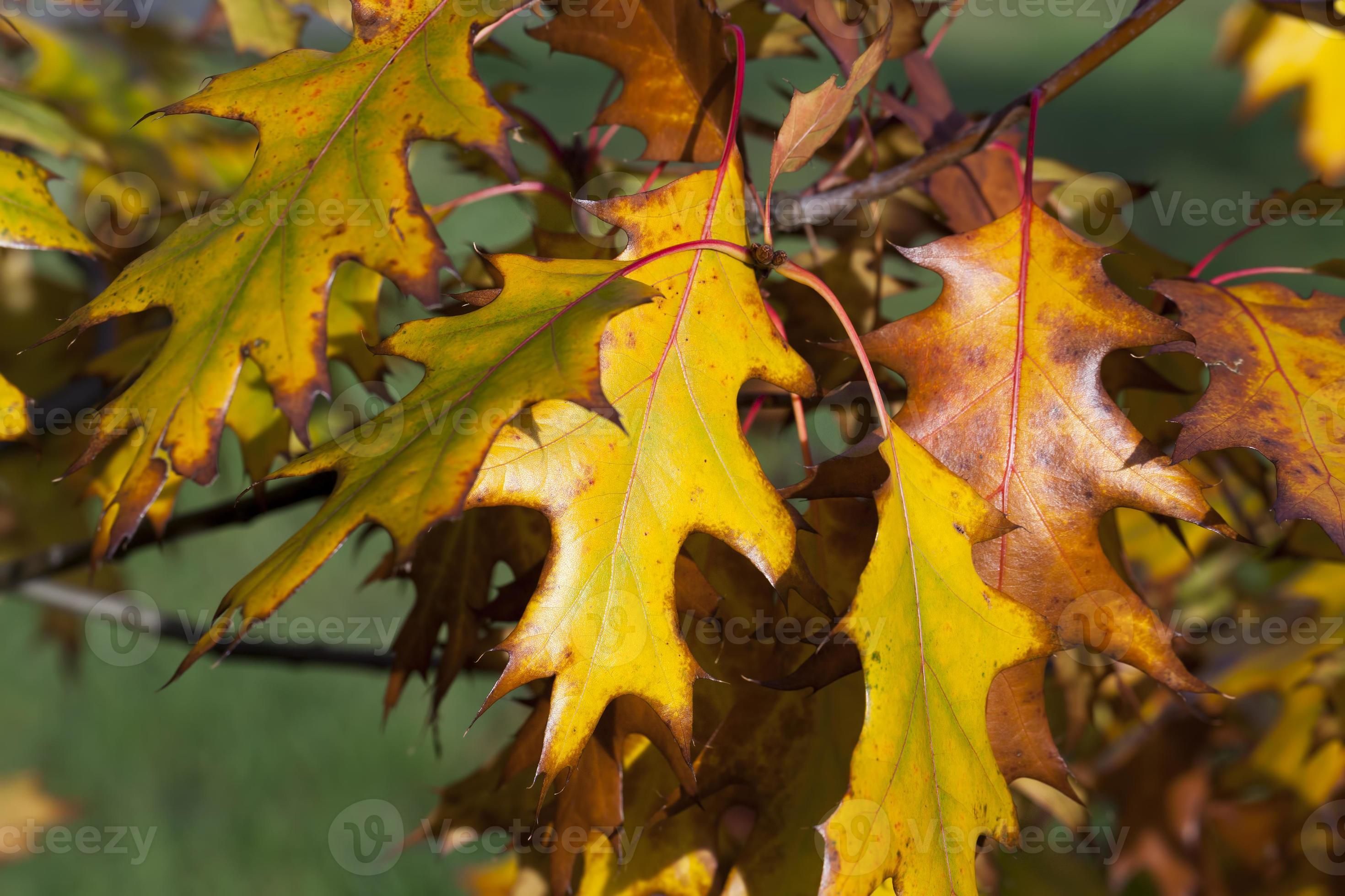 Deciduous Trees Oak In The Forest Or In The Park 9406462 Stock Photo At deciduous-trees-oak-in-the-forest-or-in-the-park-9406462-stock-photo-at