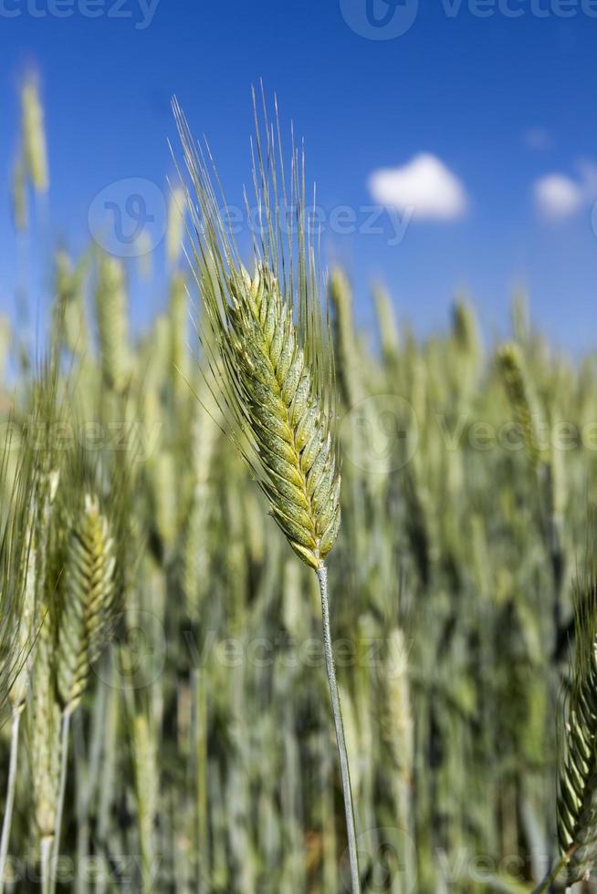 rye crop against the sky 9407900 Stock Photo at Vecteezy