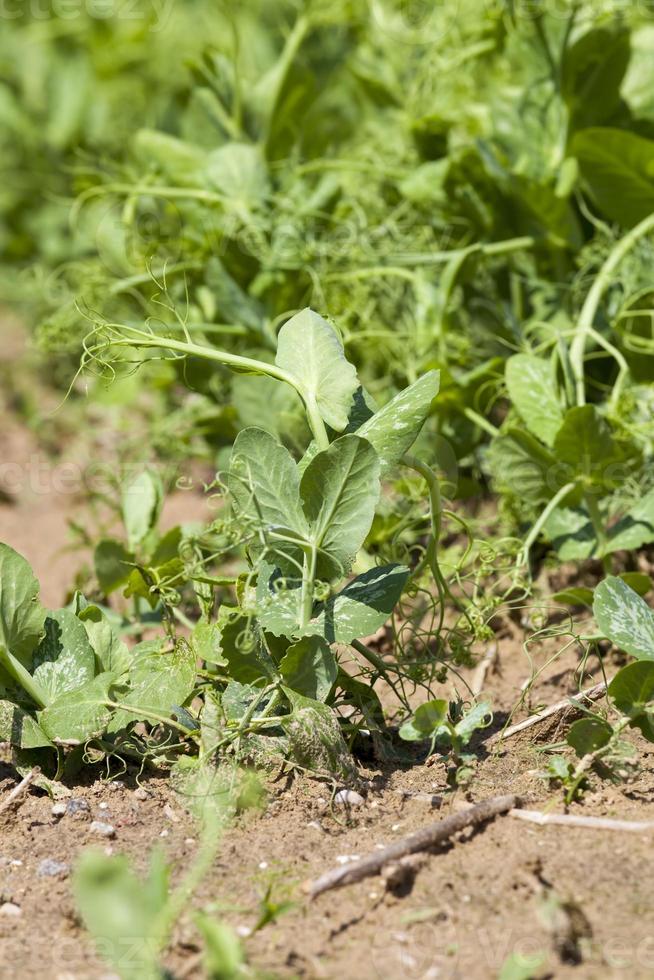 peas are grown on an agricultural field 9408579 Stock Photo at Vecteezy