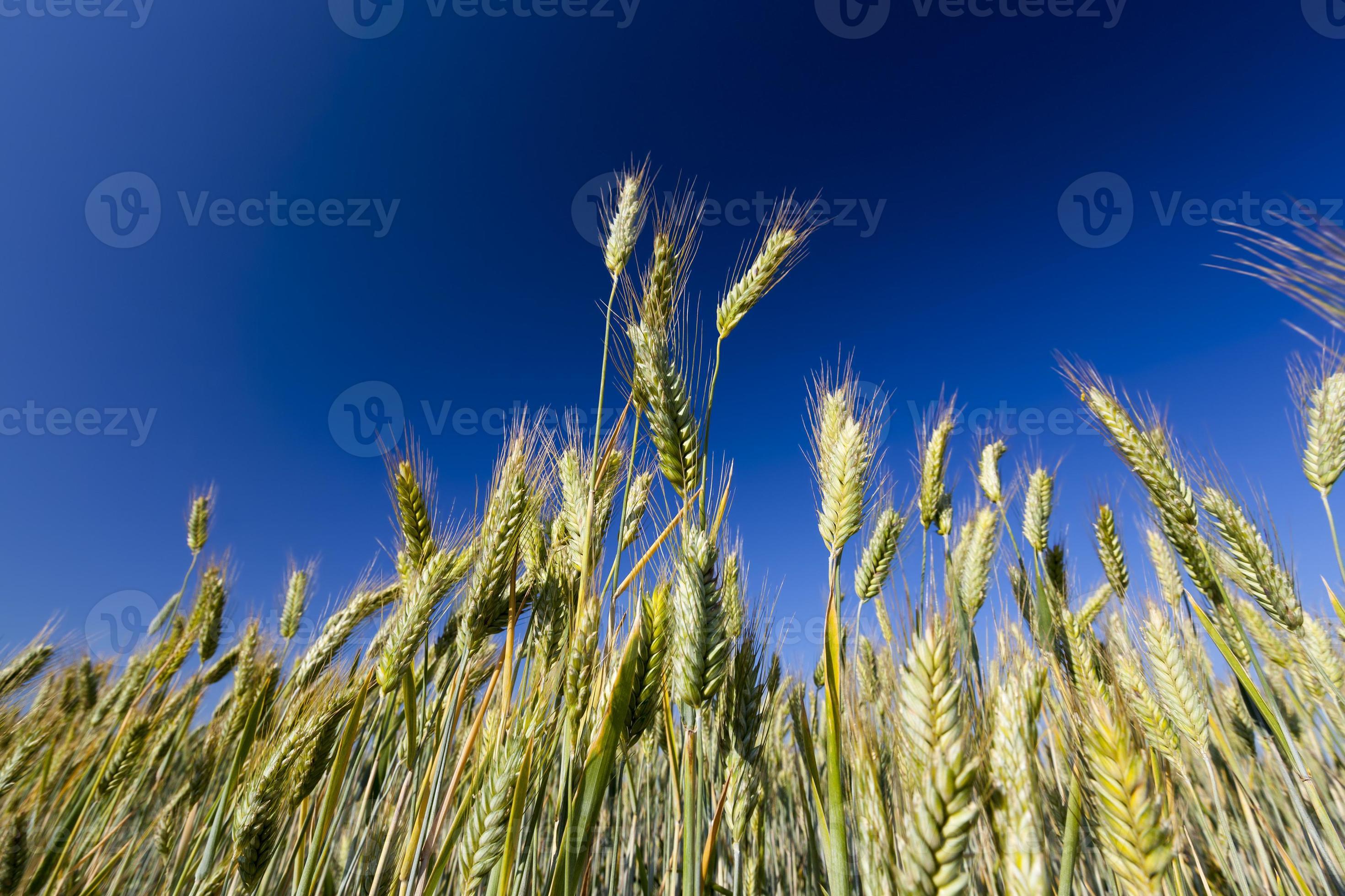 rye crop against the sky 9408795 Stock Photo at Vecteezy