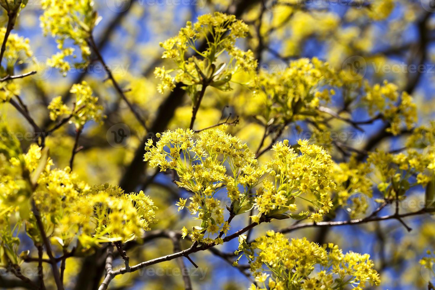 spring maple tree 9409706 Stock Photo at Vecteezy