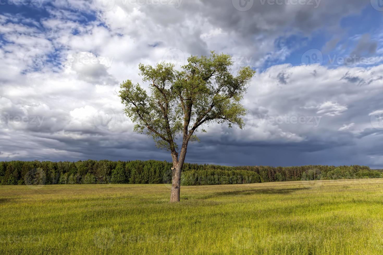 one tree in a field 9410265 Stock Photo at Vecteezy