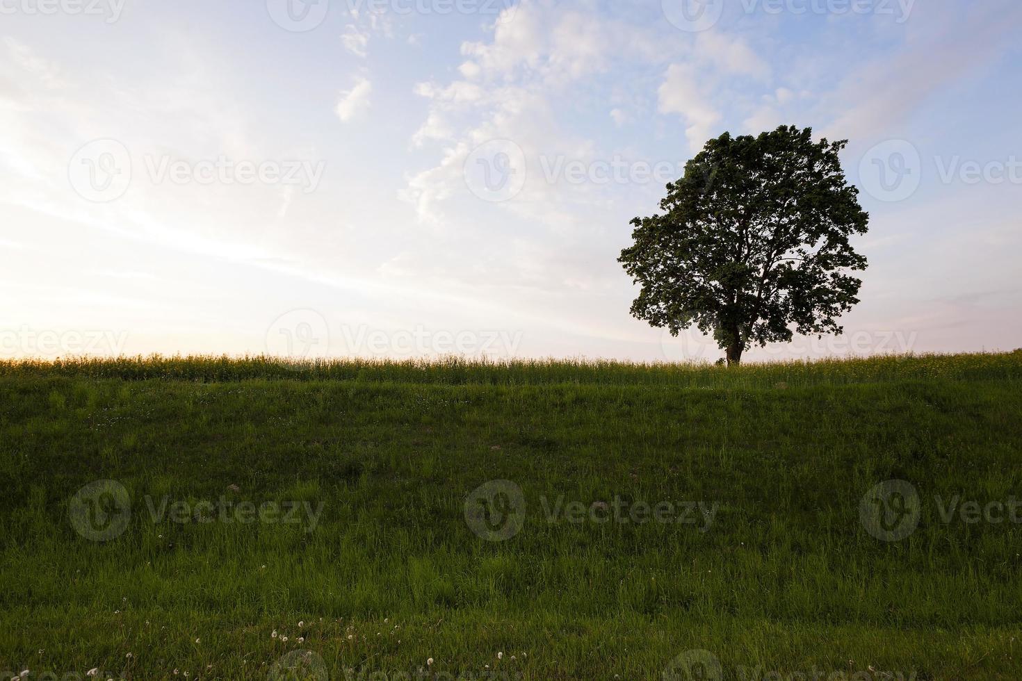 tree in the field 9412216 Stock Photo at Vecteezy