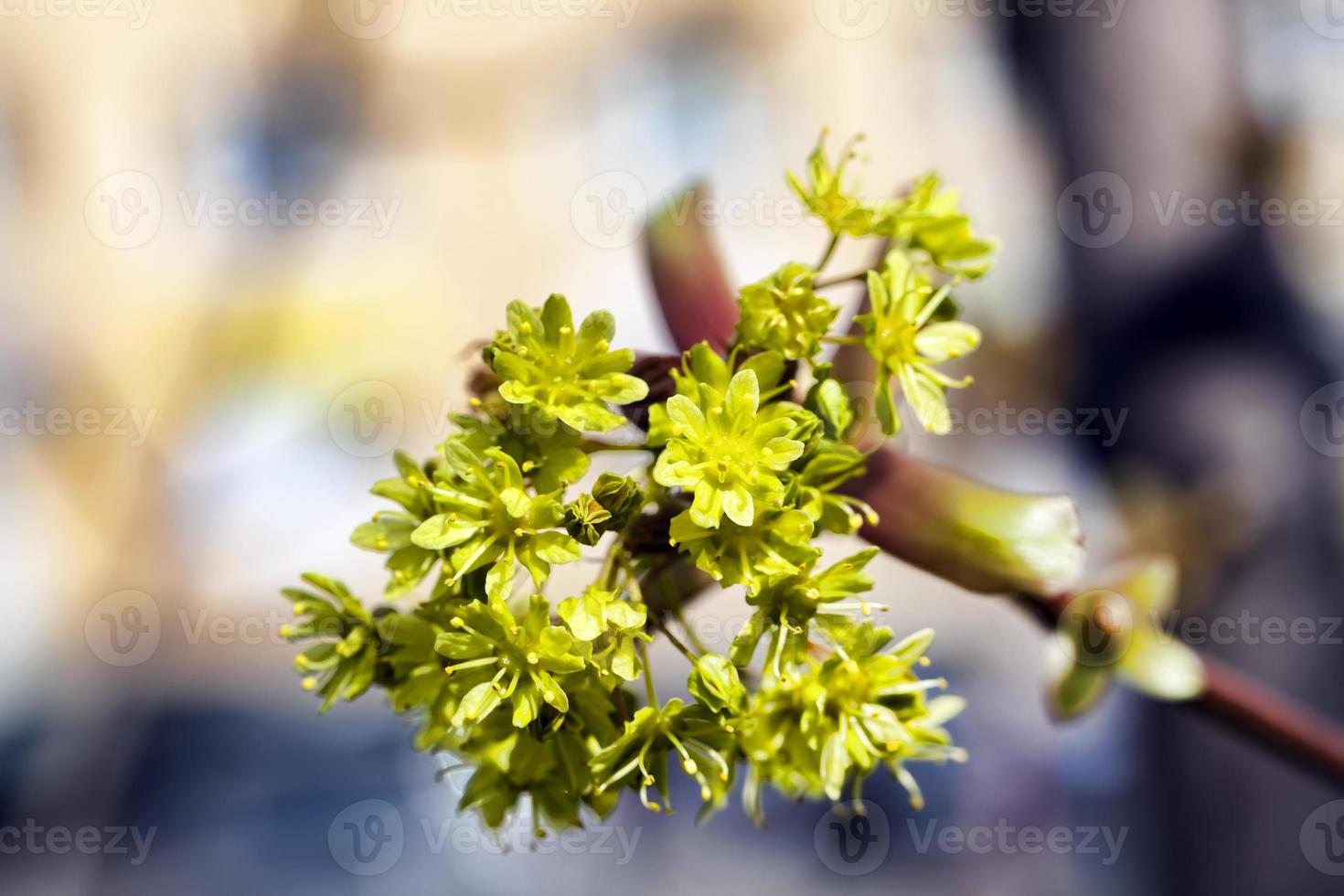 spring maple tree 9413359 Stock Photo at Vecteezy