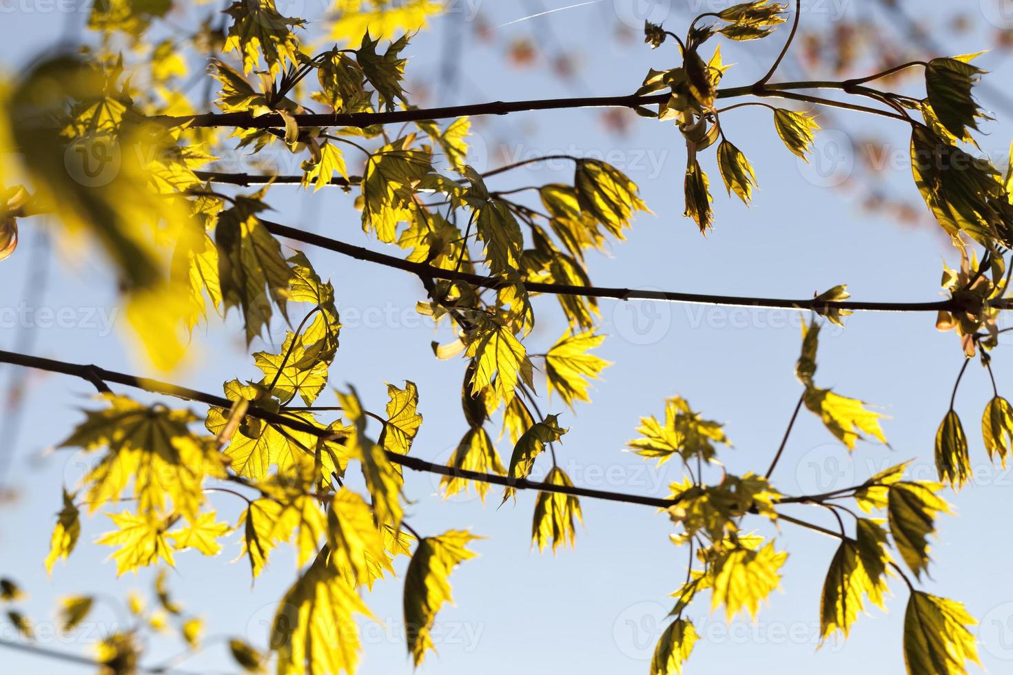 spring maple tree 9413796 Stock Photo at Vecteezy