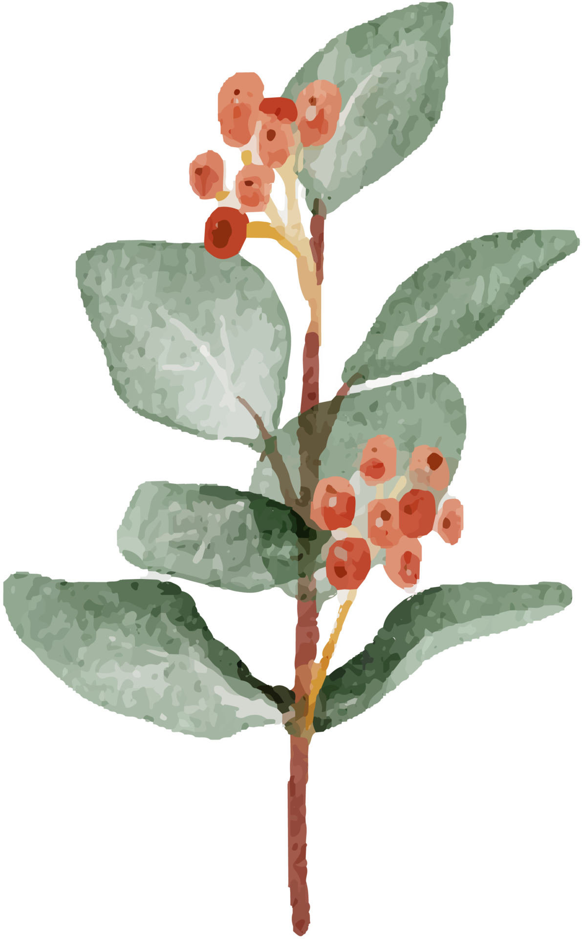 Watercolor Christmas Poinsettia Flower Bouquet Elements 9413813 Png