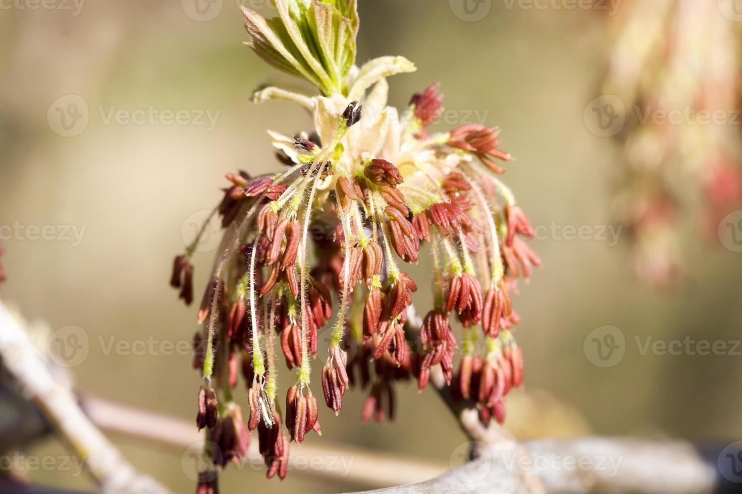 spring maple tree 9414867 Stock Photo at Vecteezy