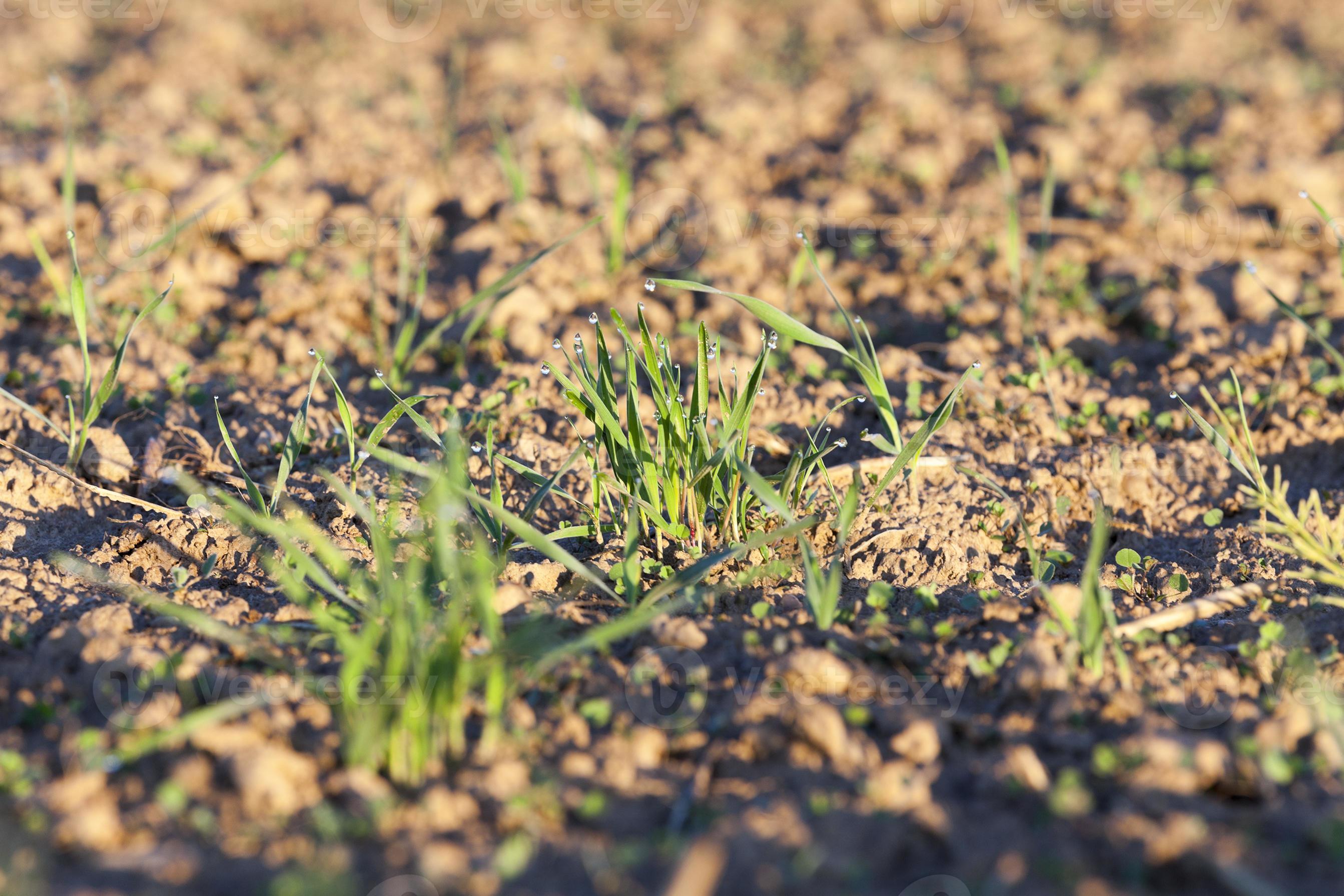 young grass plants, close-up 9415057 Stock Photo at Vecteezy