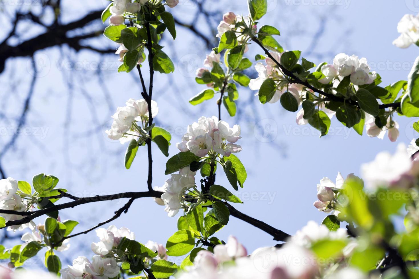 full bloom fruit trees 9420243 Stock Photo at Vecteezy